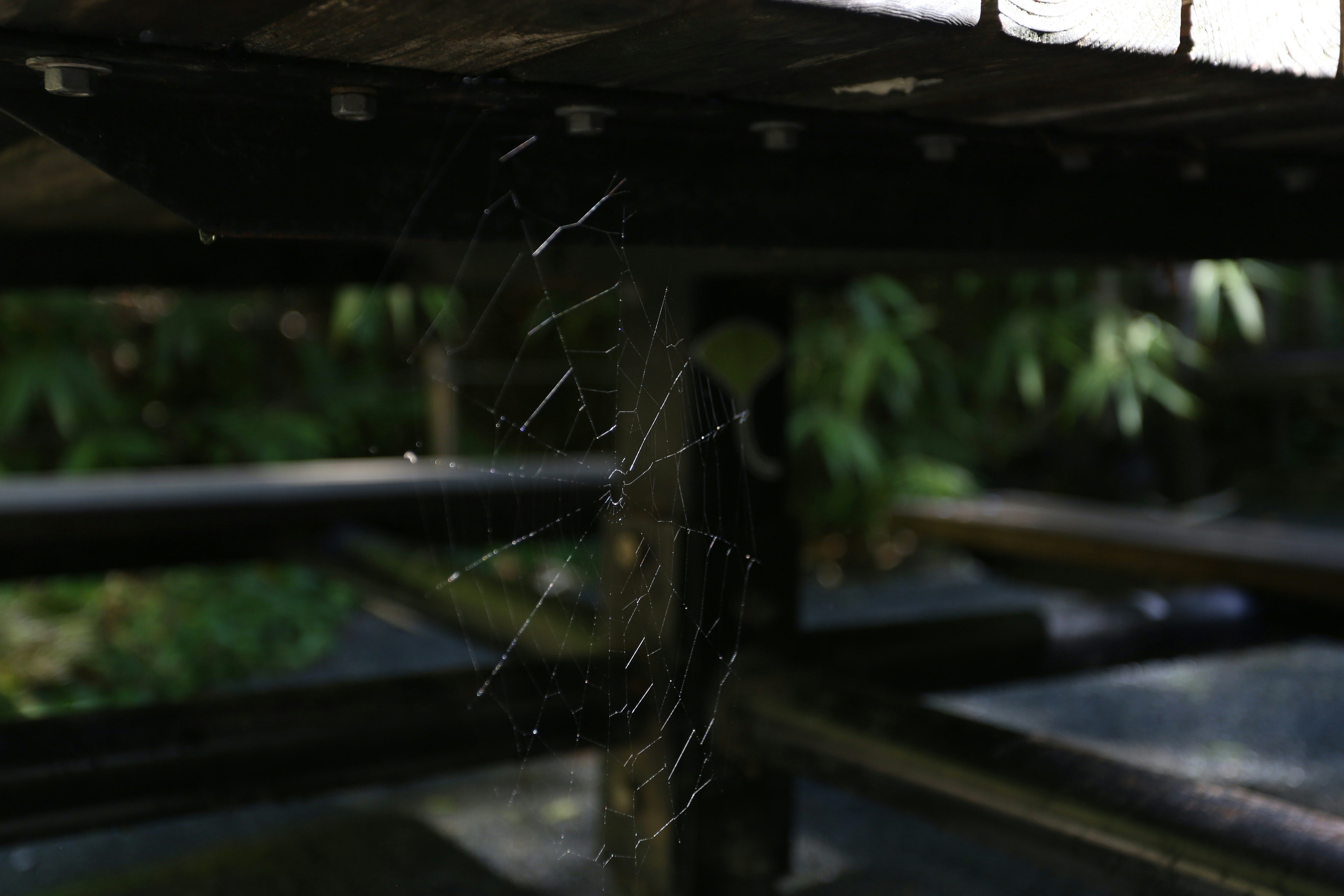 Spun in Silver: a solitary web under a weathered railing