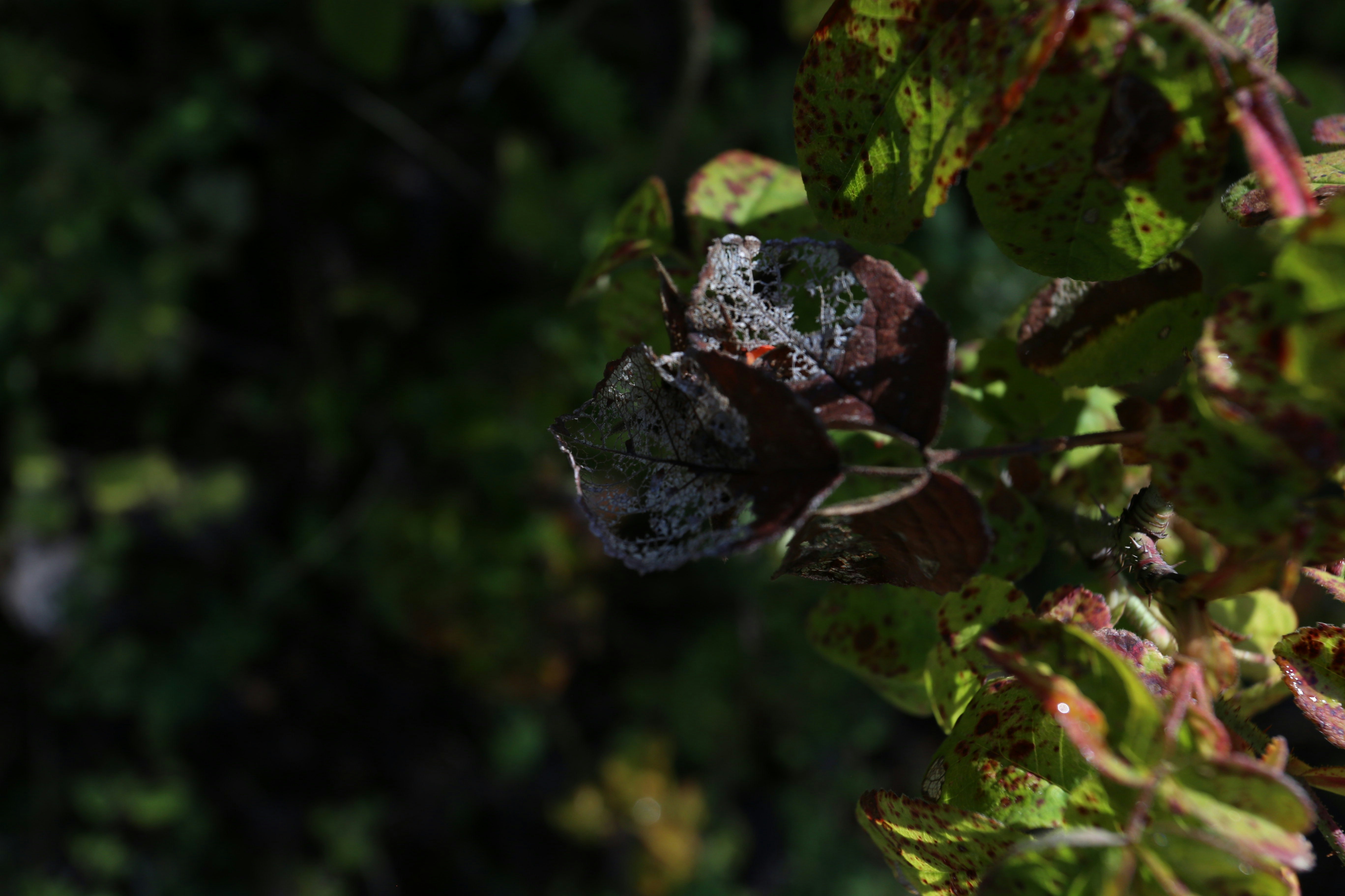 Fading Rose in the Shade: A Dusting of Snow on Petals