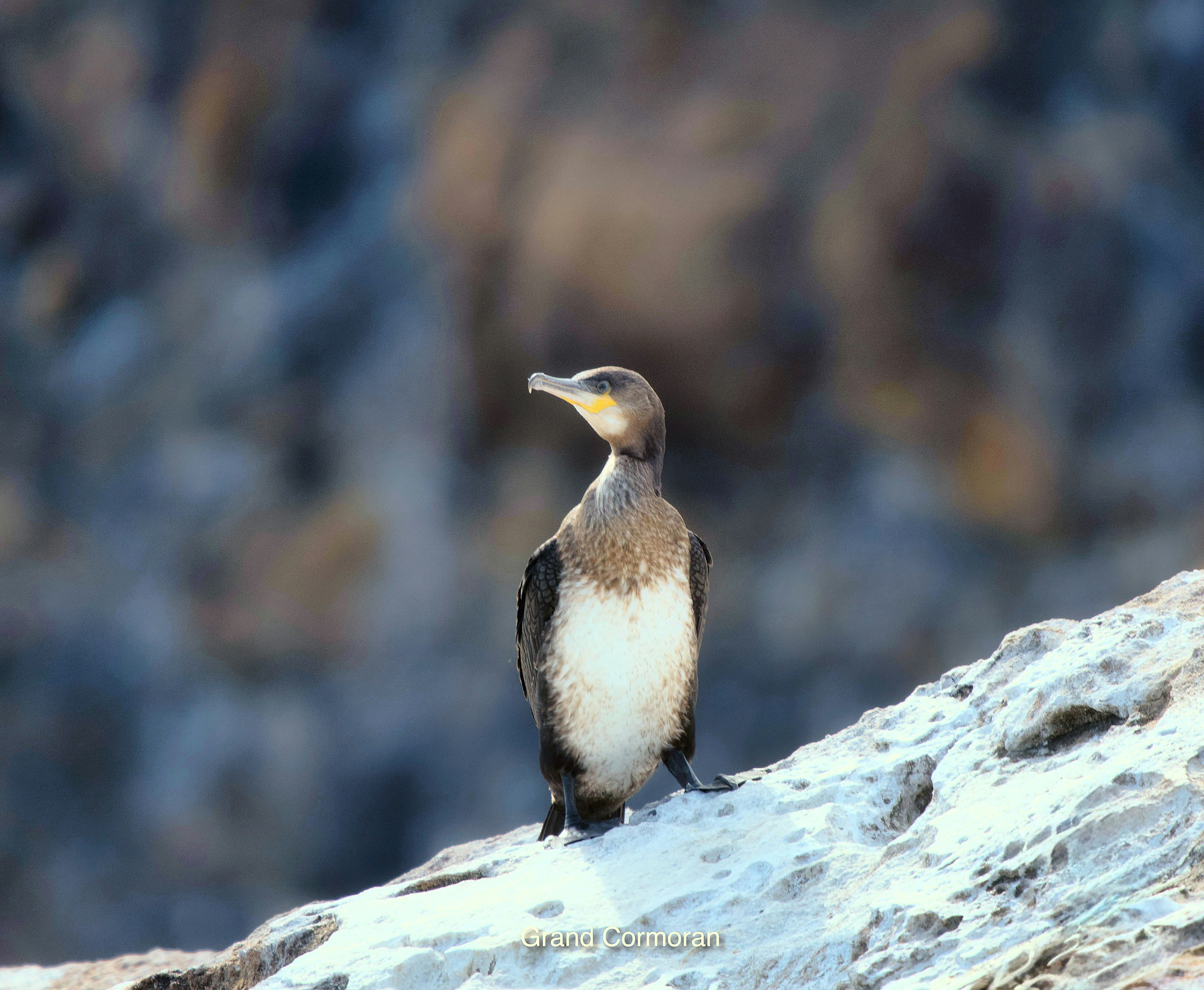 Cormorant Sentinel on the Ridge