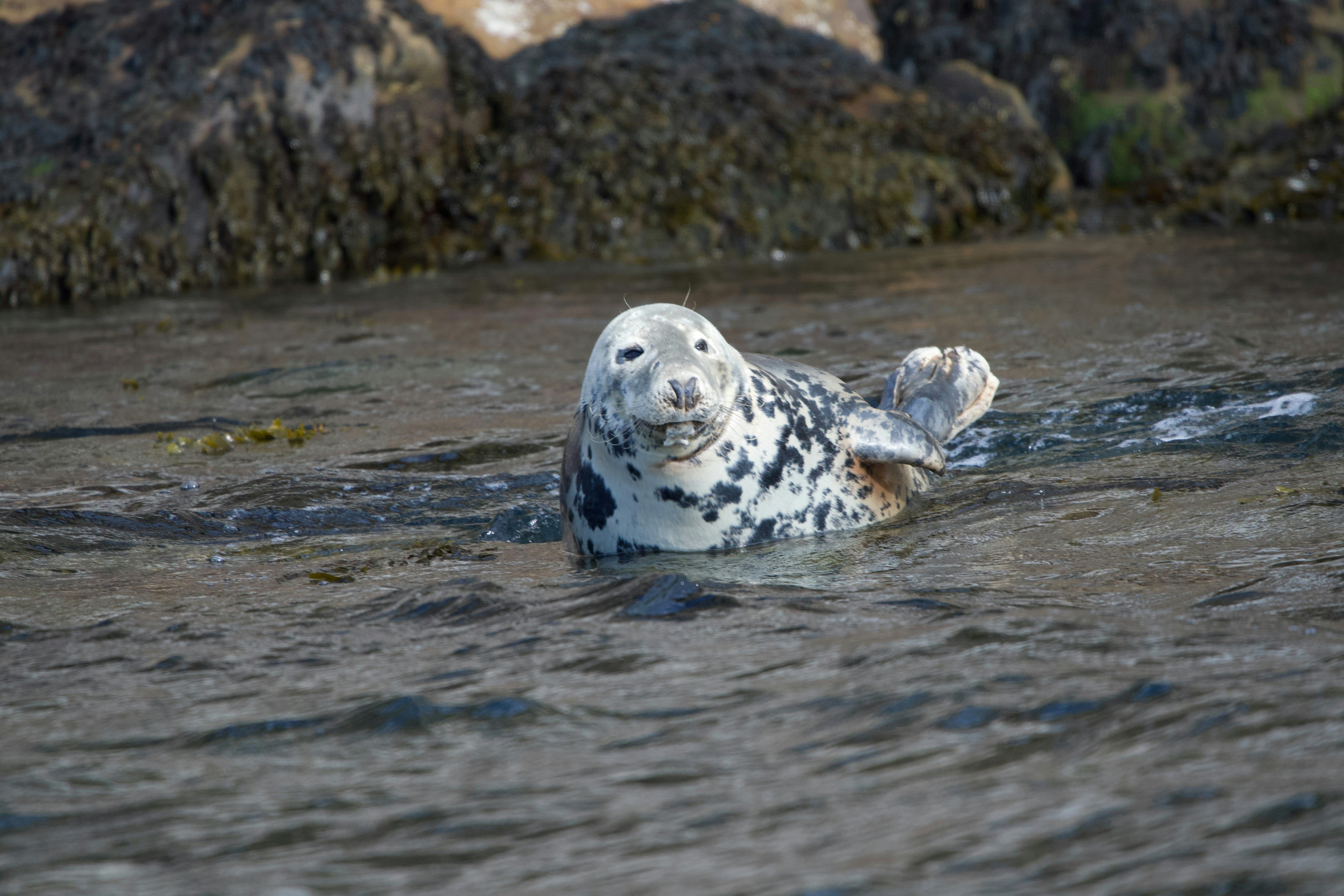 Curious Harbor Seal Pausing in Tidal Channel