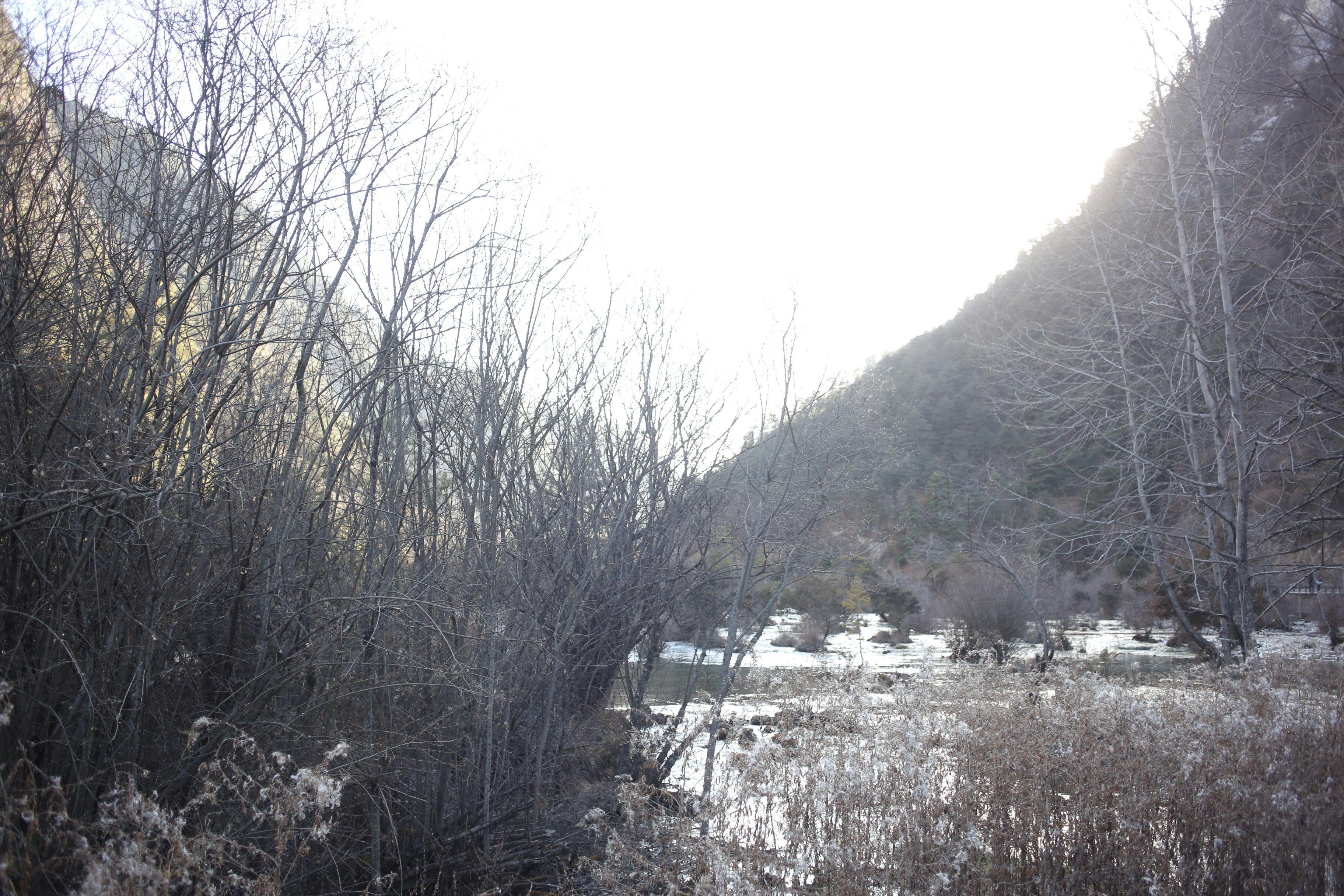 Winter Valley Between Shrouded Branches