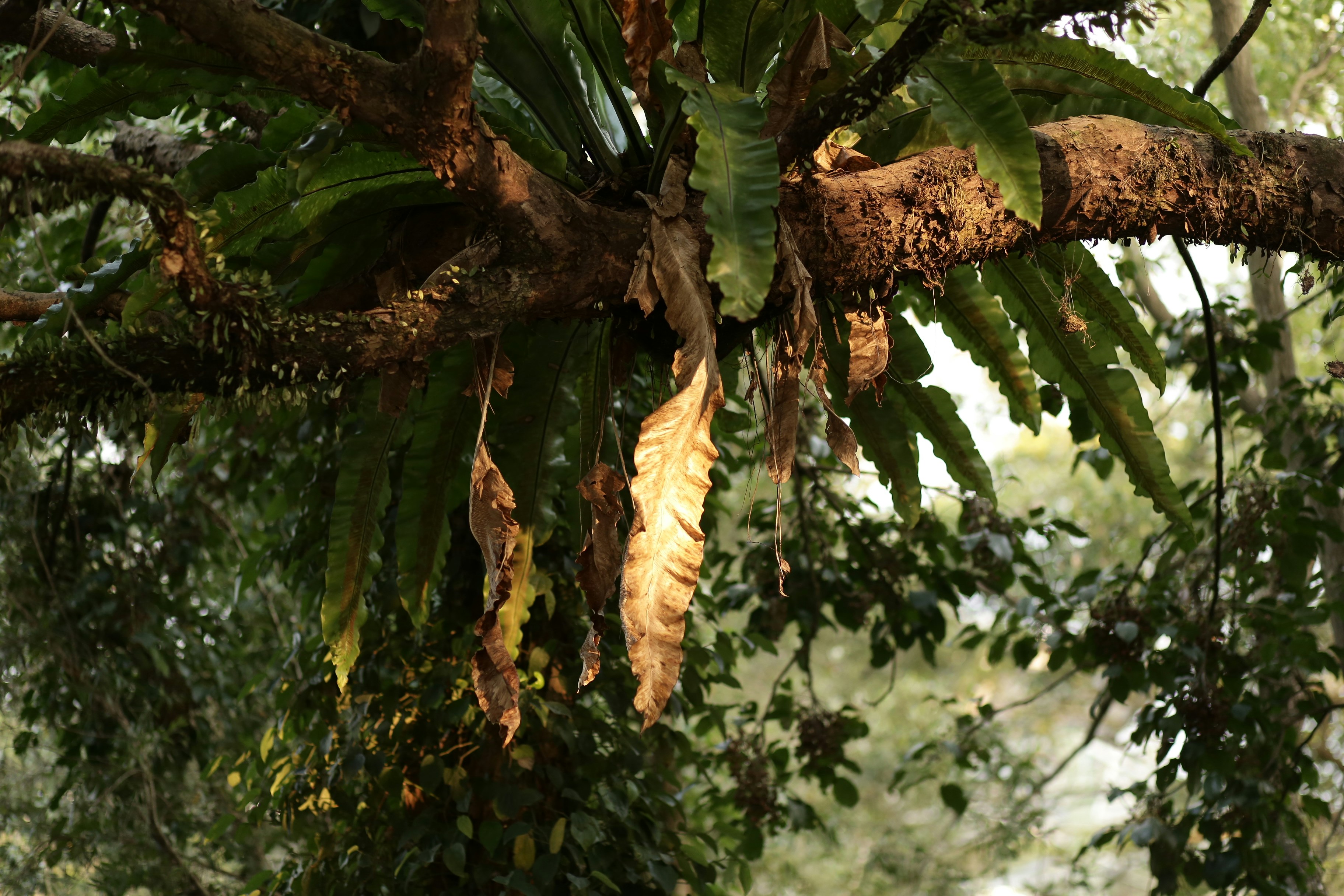 Fronds and Ferns: A Quiet Canopy Moment