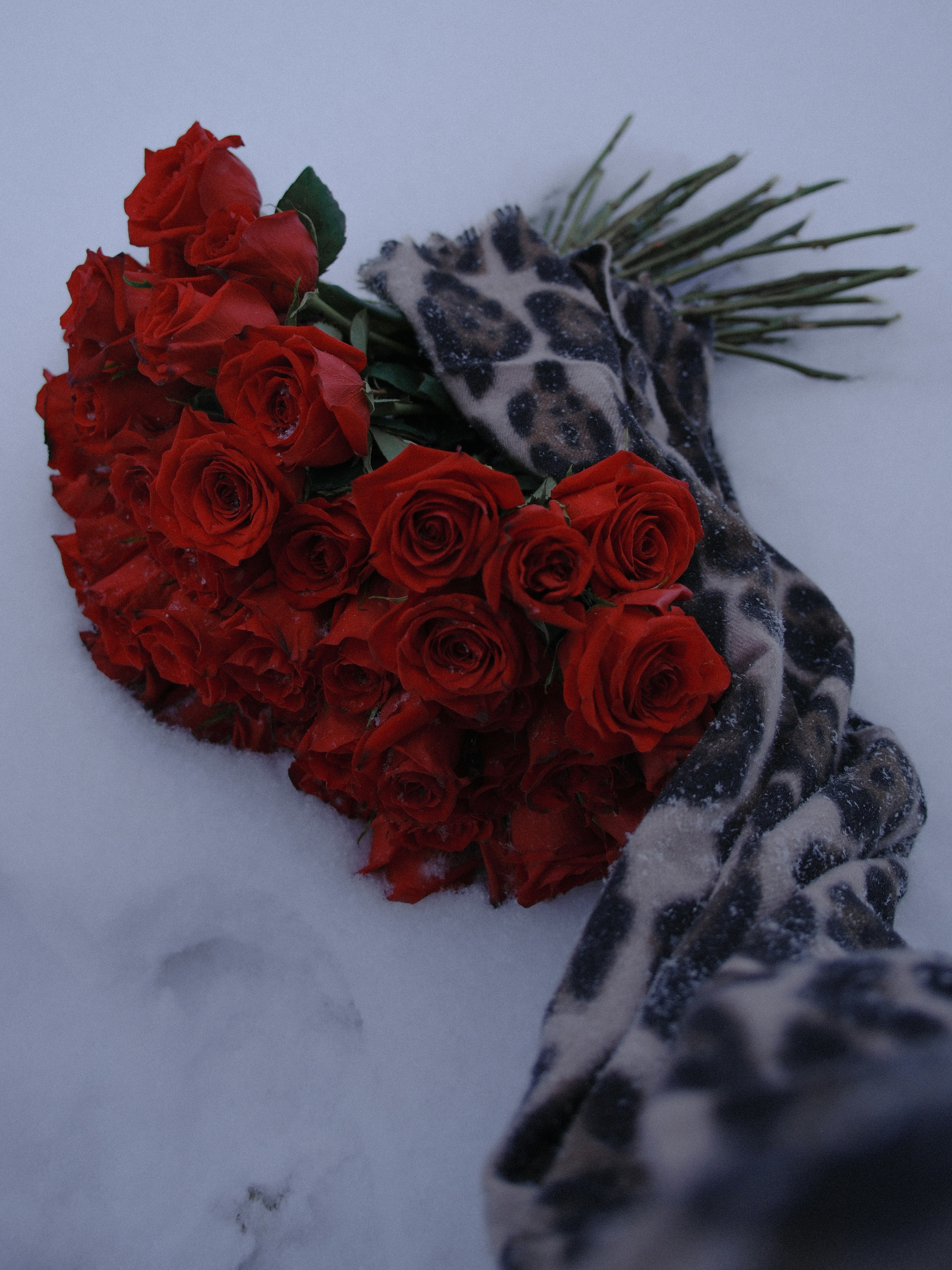 Red Rose Bouquet Resting in Snow
