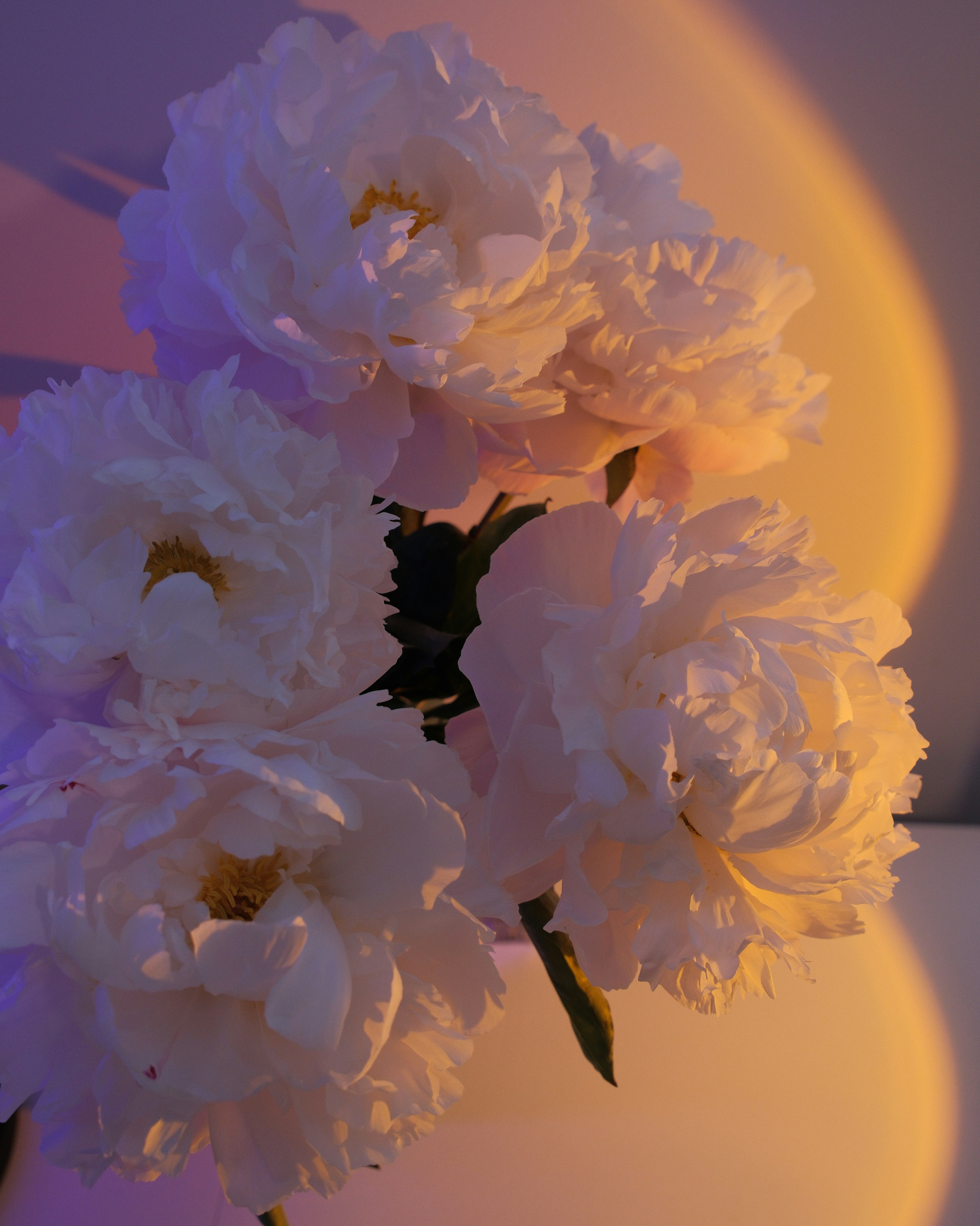 Petaled Glow: White Roses Bathed in Neon Sunset