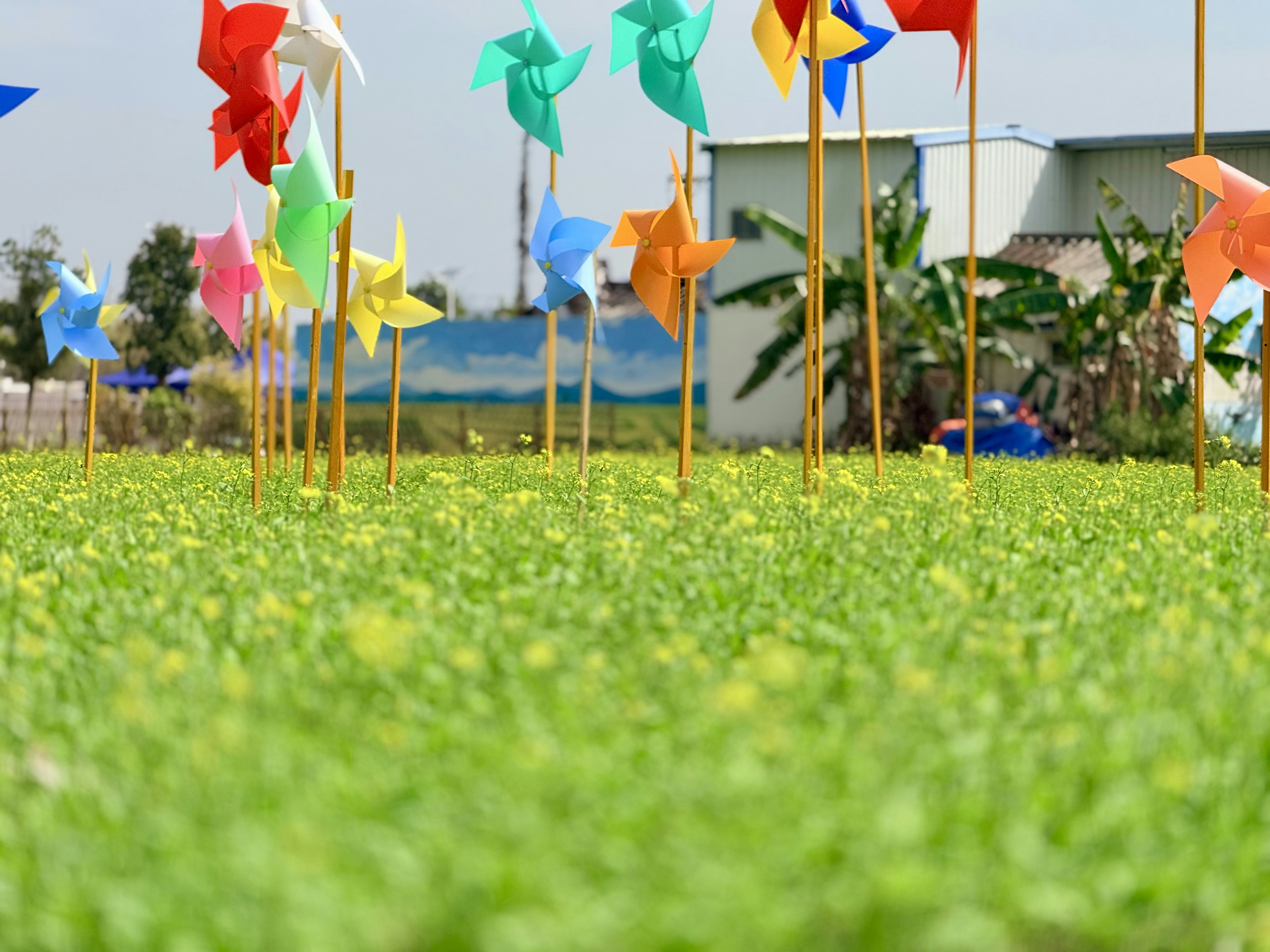 Colorful Windmills Over a Sea of Dandelions