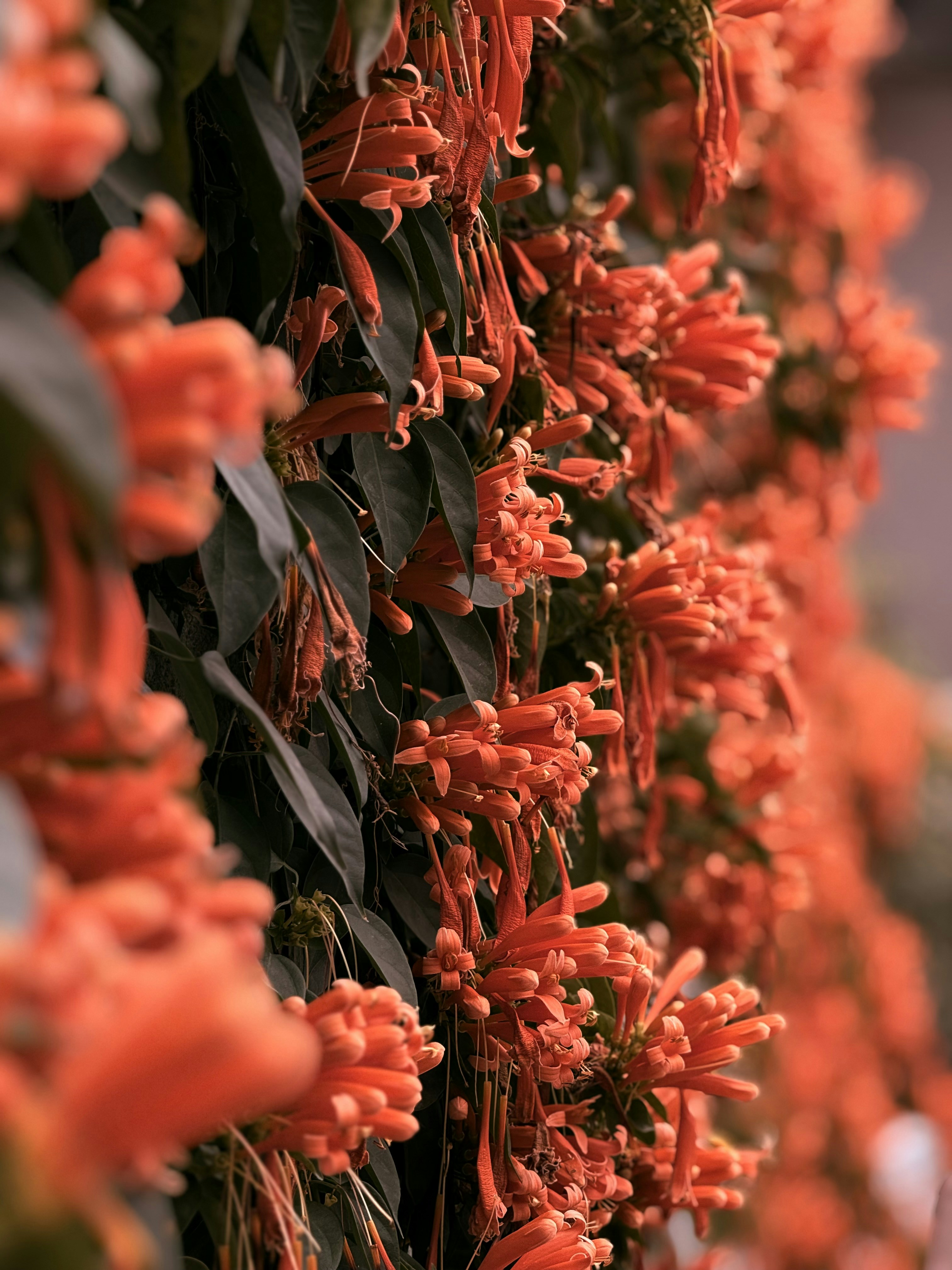 Crimson Cascade: A Wall of Coral Blossoms