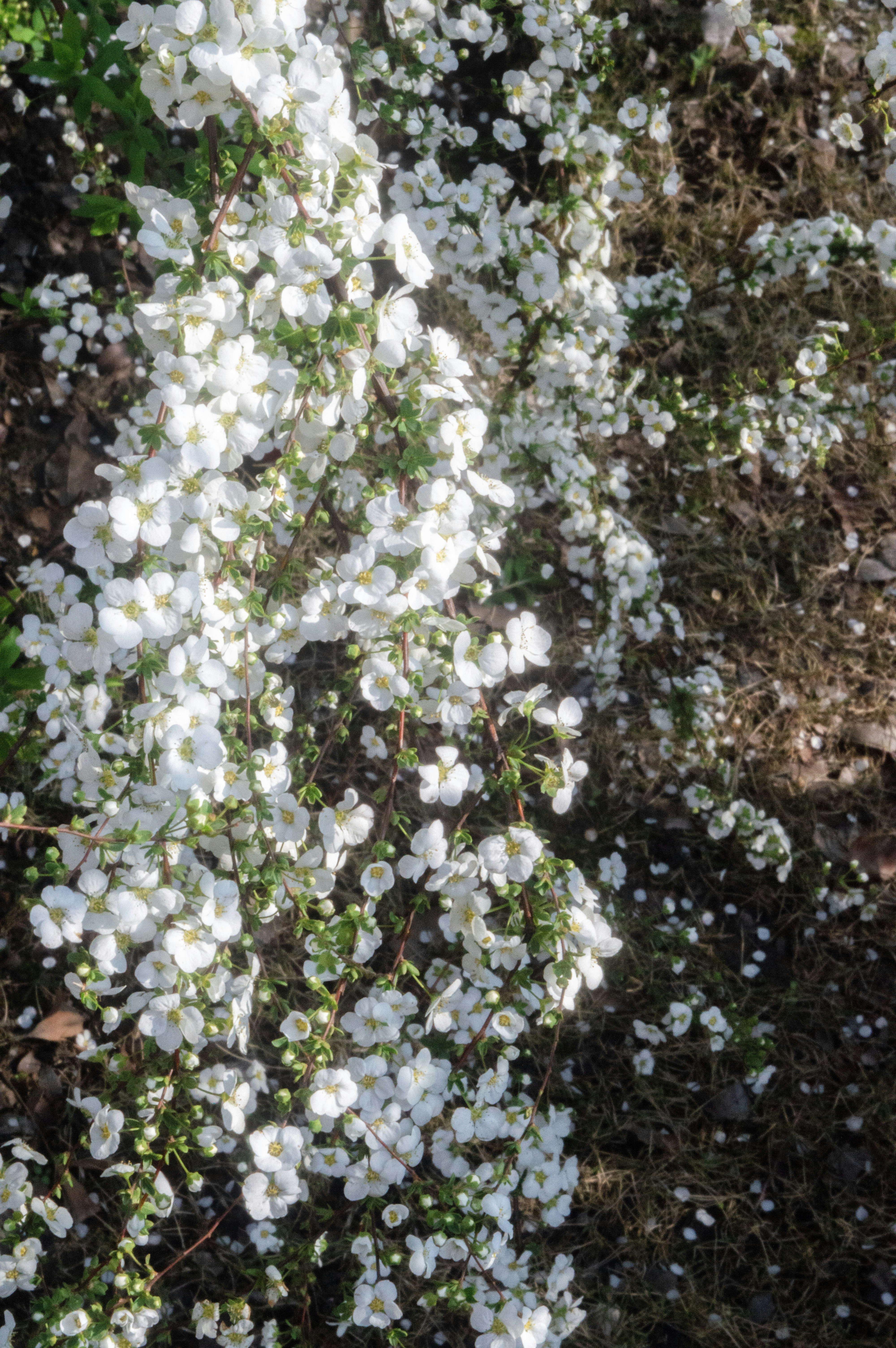 Cascade of White Blooms: Sunlit Bed of Tiny Flowers