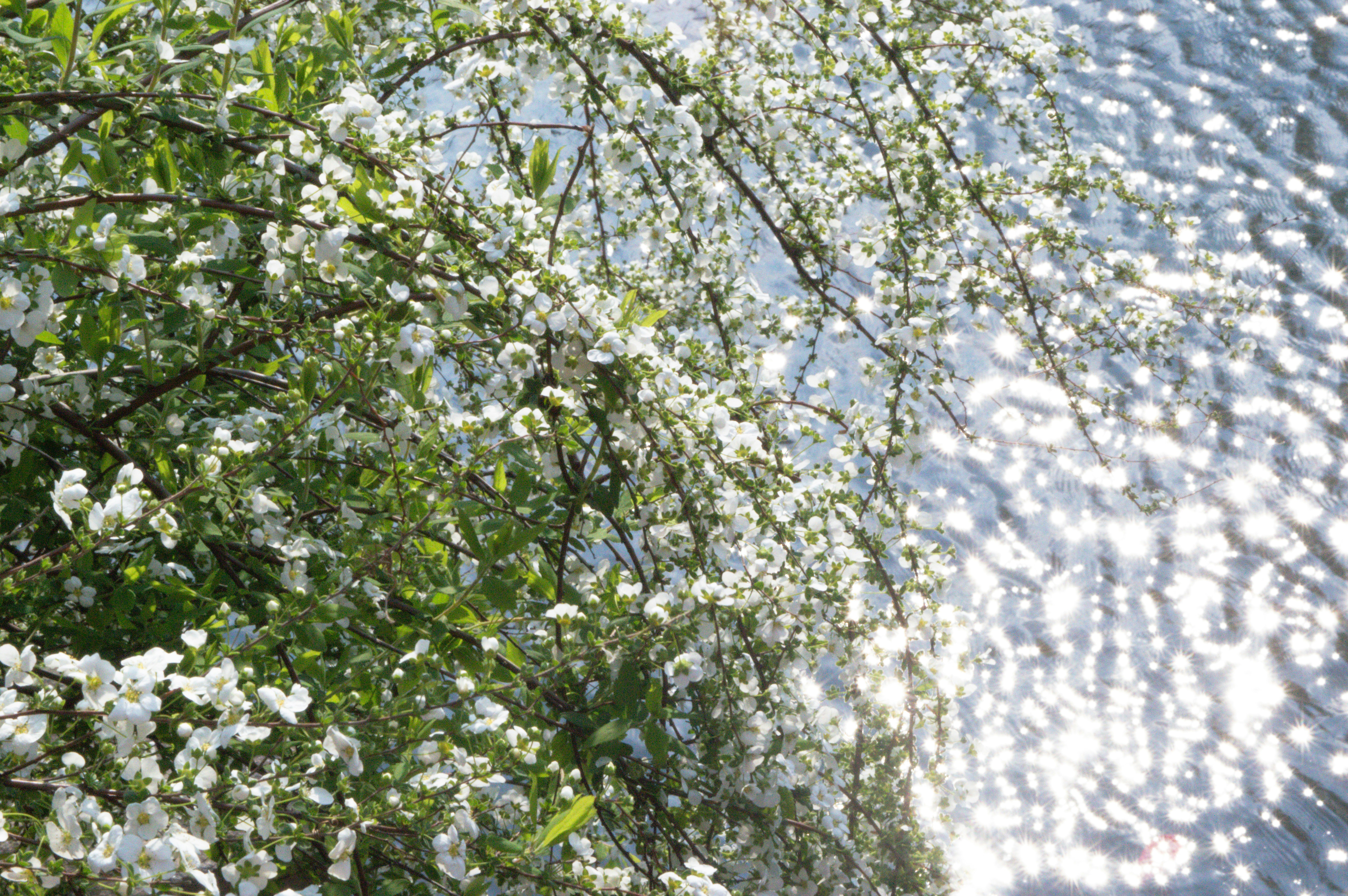  blossoms along the water's edge catch the sunlit shimmer