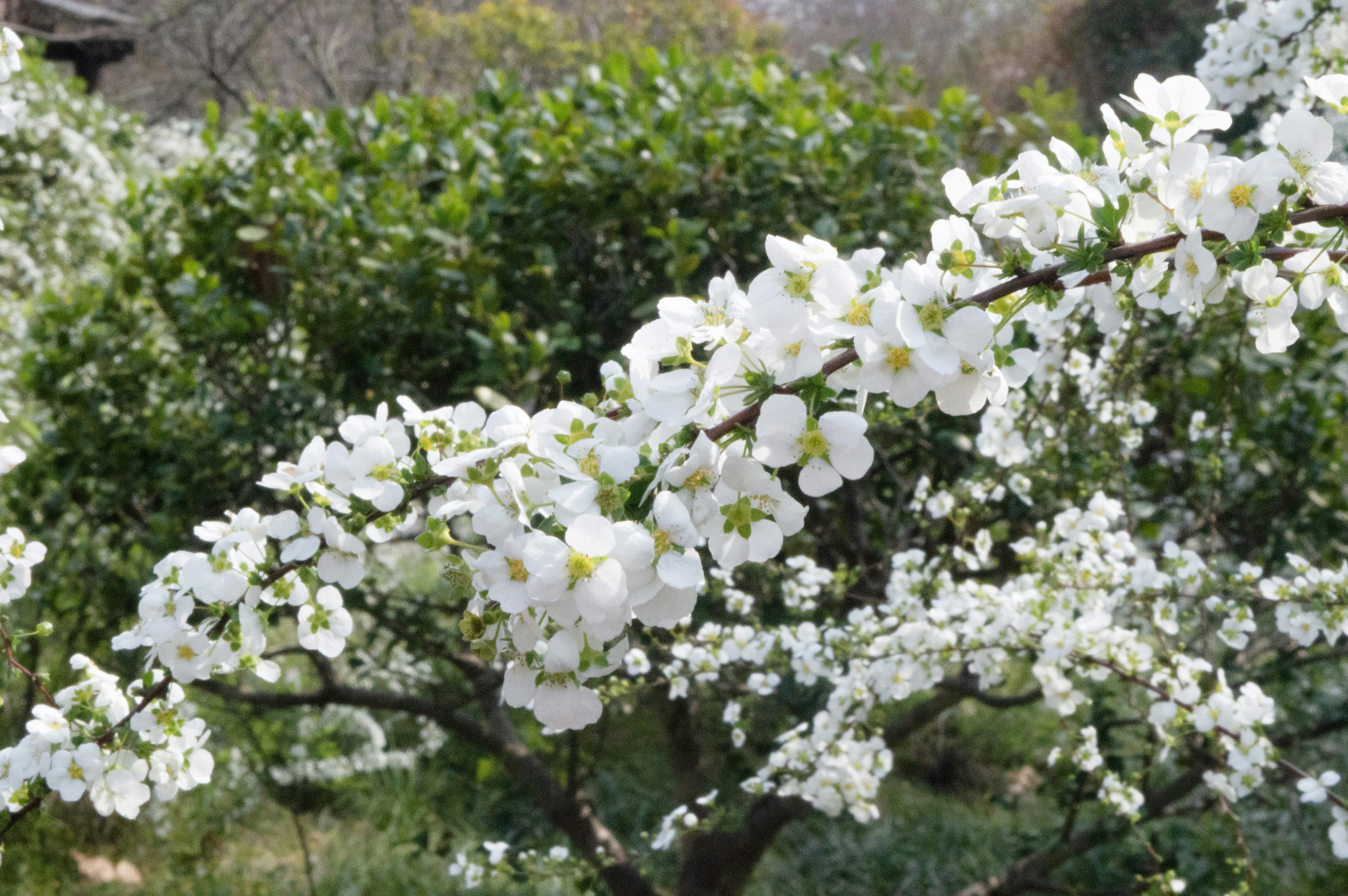 Blooming White Cascade: A Line of Orchard Blossoms