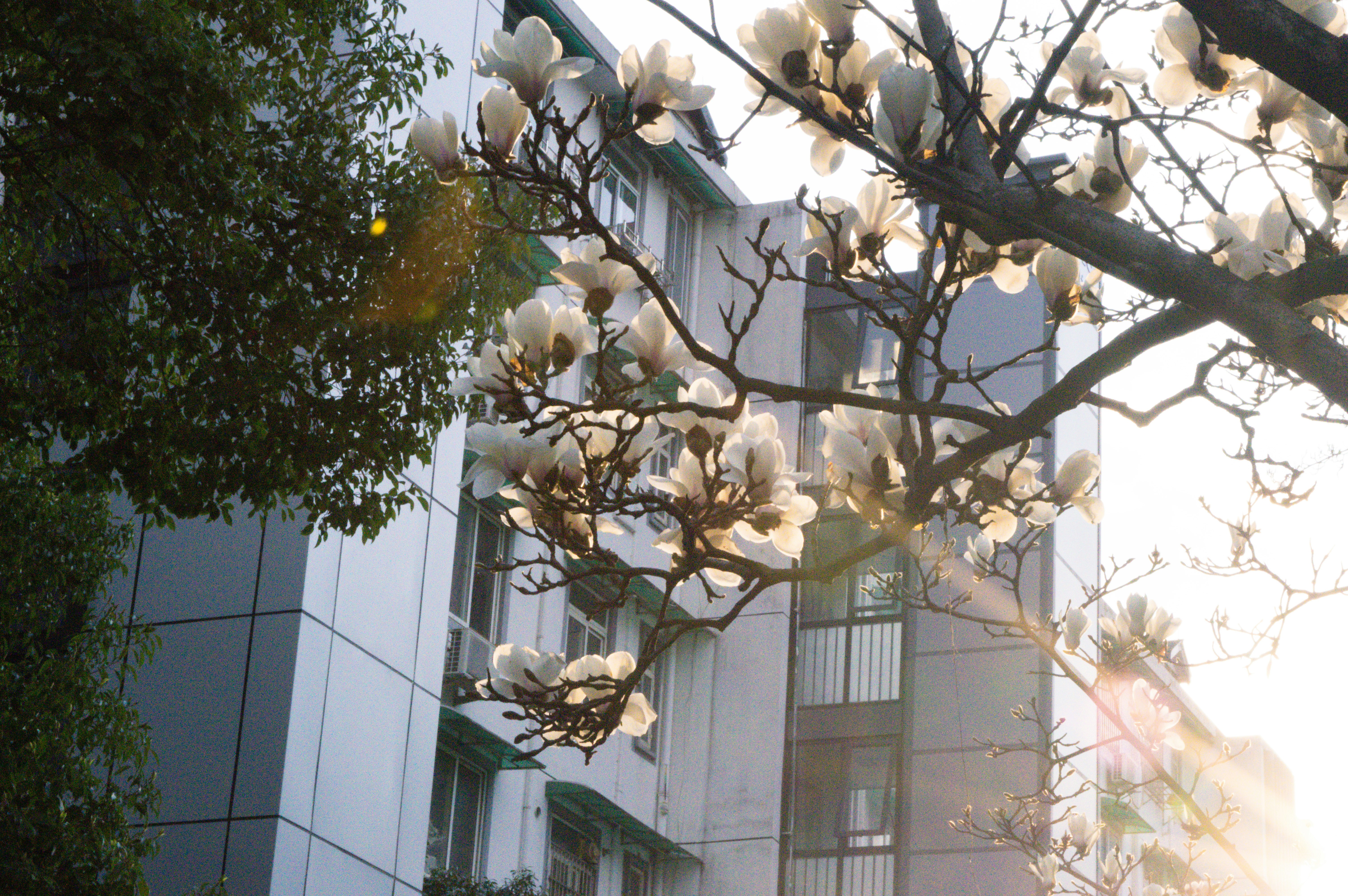 Blossoms in the Sunlight Framing a Modern Sky