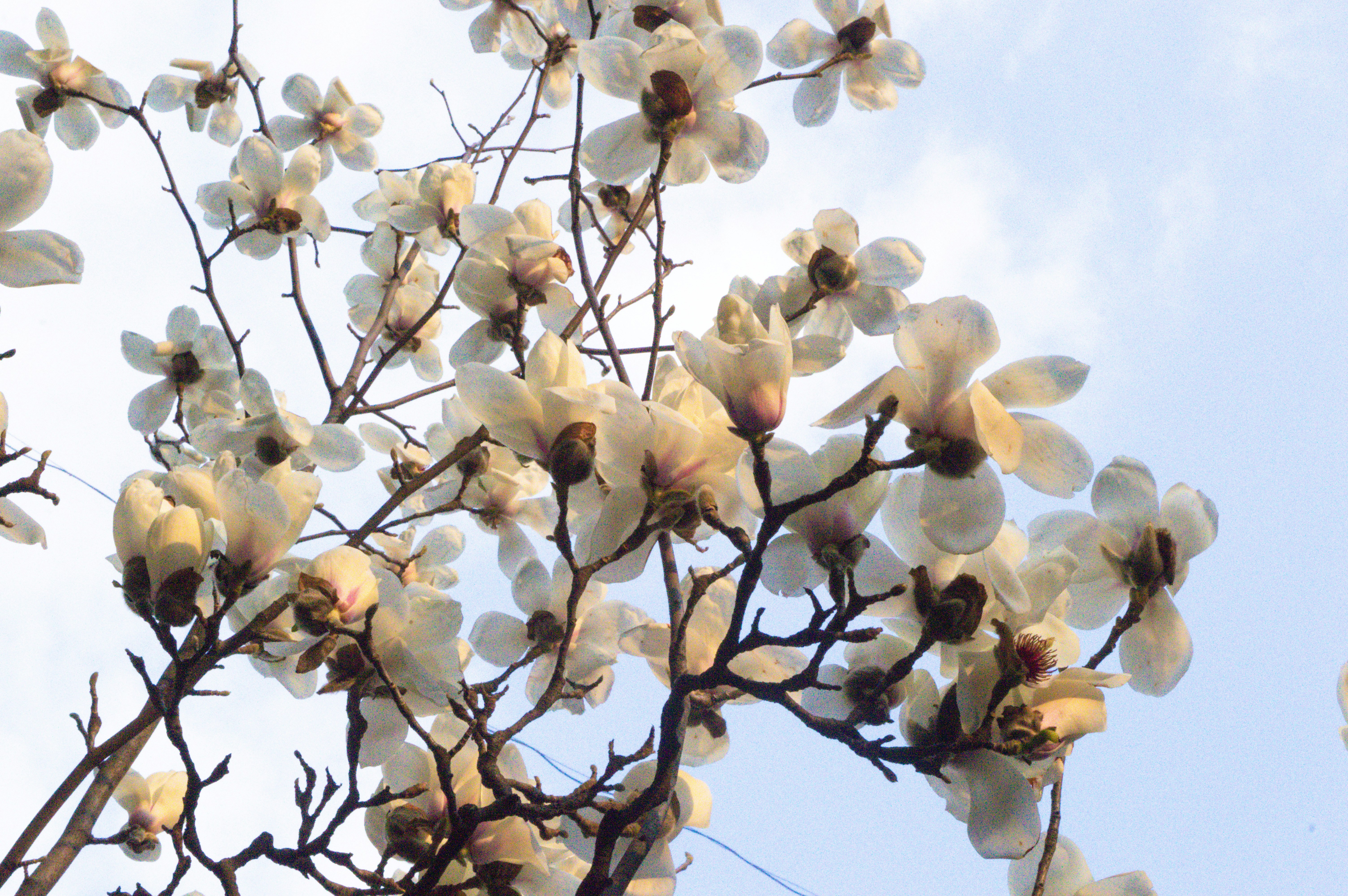 Branching Bloom: Magnolia Clusters Against a Skyward Blue