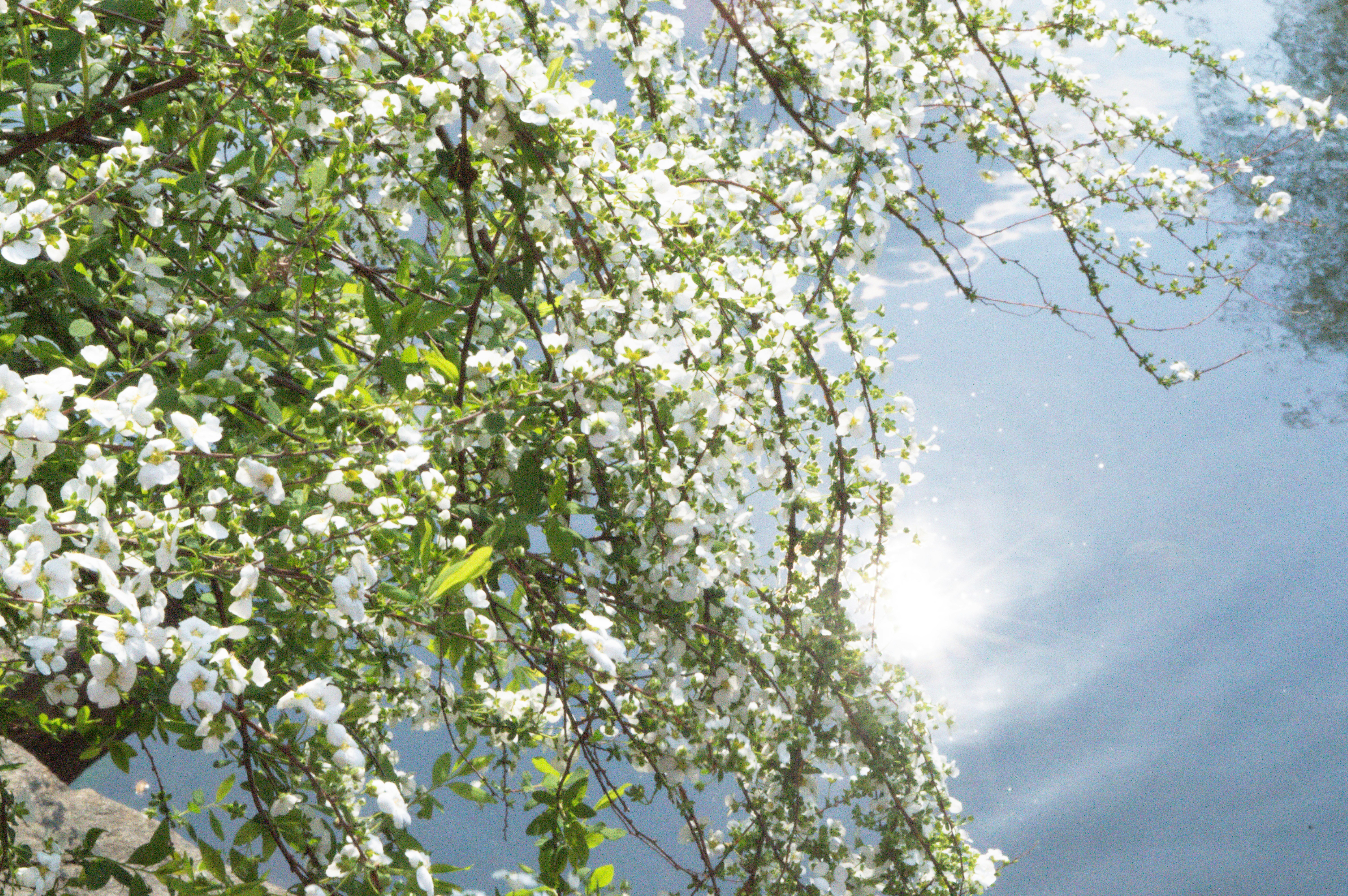 Branching Bloom under Bright Sky