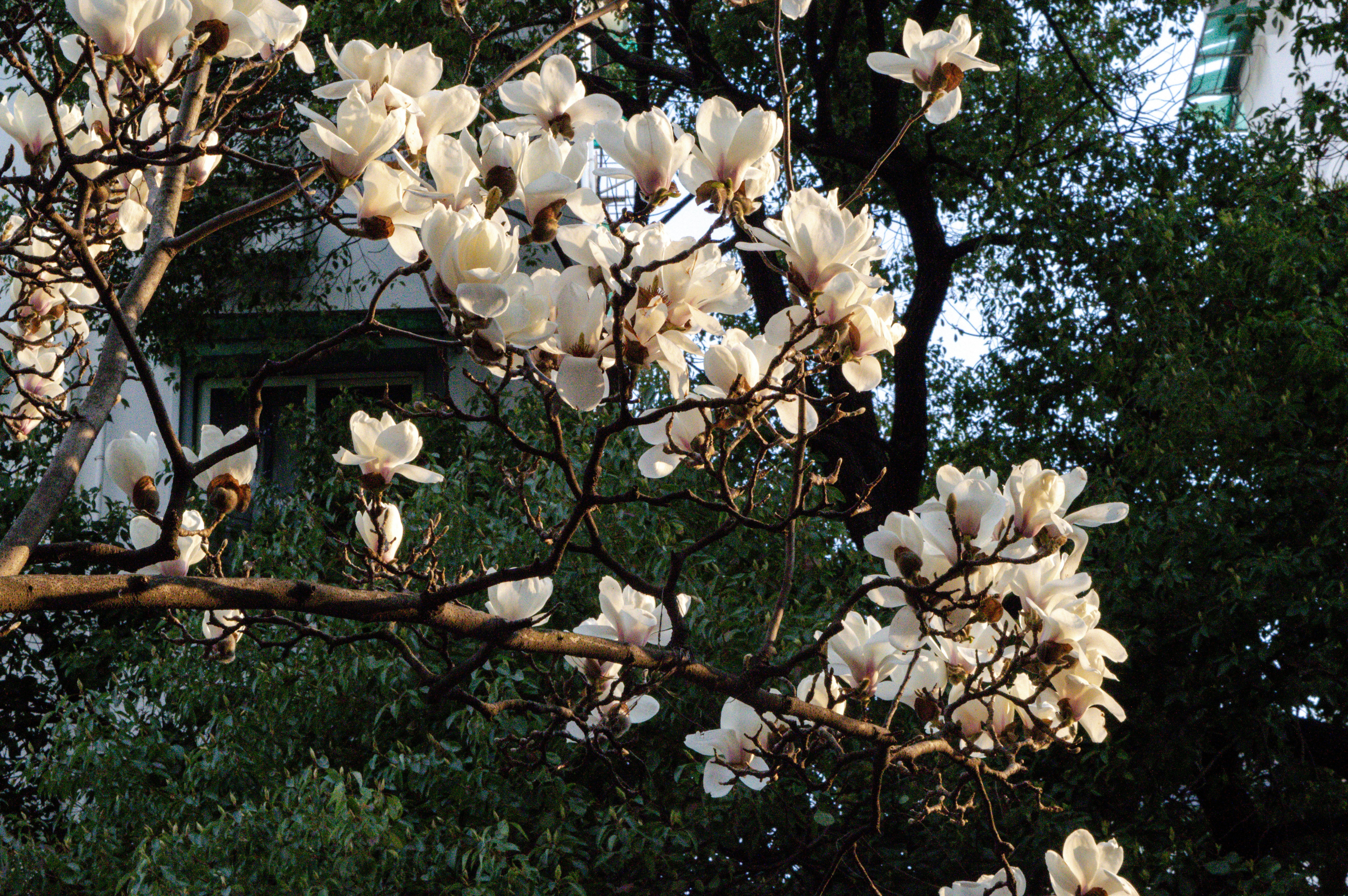 Blooming Magnolia Branches Spreading Beneath a Quiet Yard