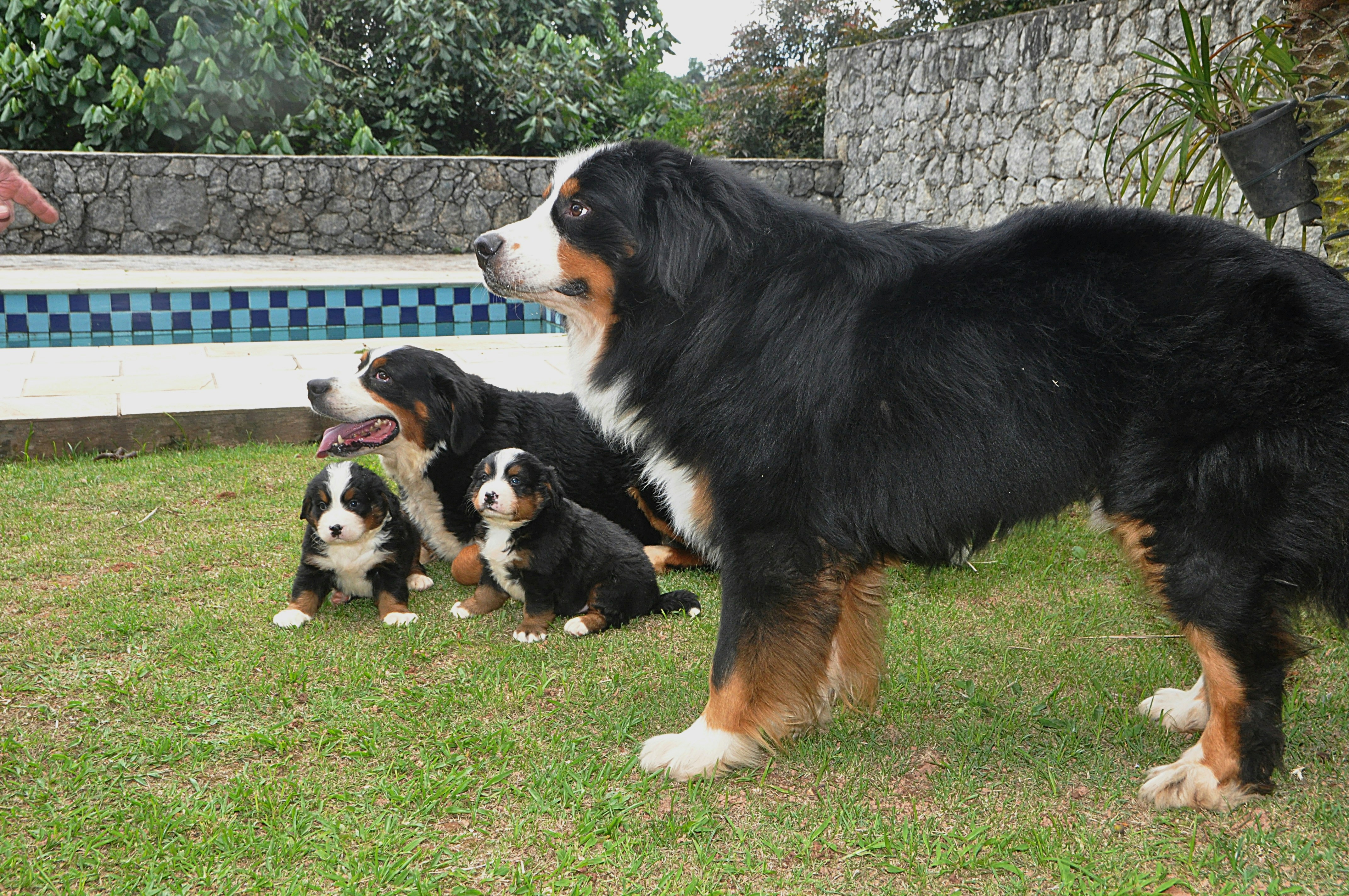 Guardians at Teal Stone: A Family of Border Collies with the Matriarch by the Pool
