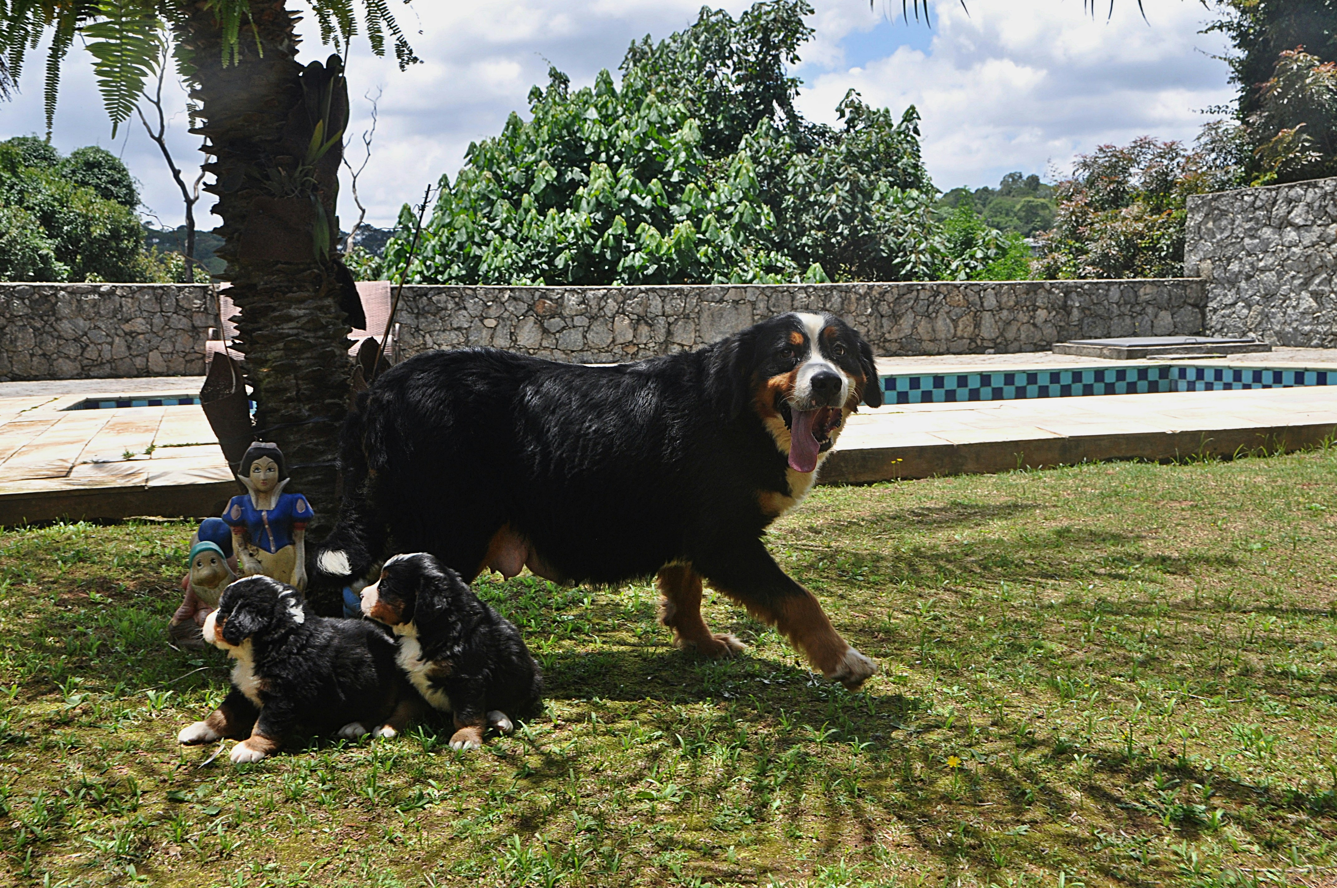 Two Bernese puppies and a watchful mother dog in a sunlit garden