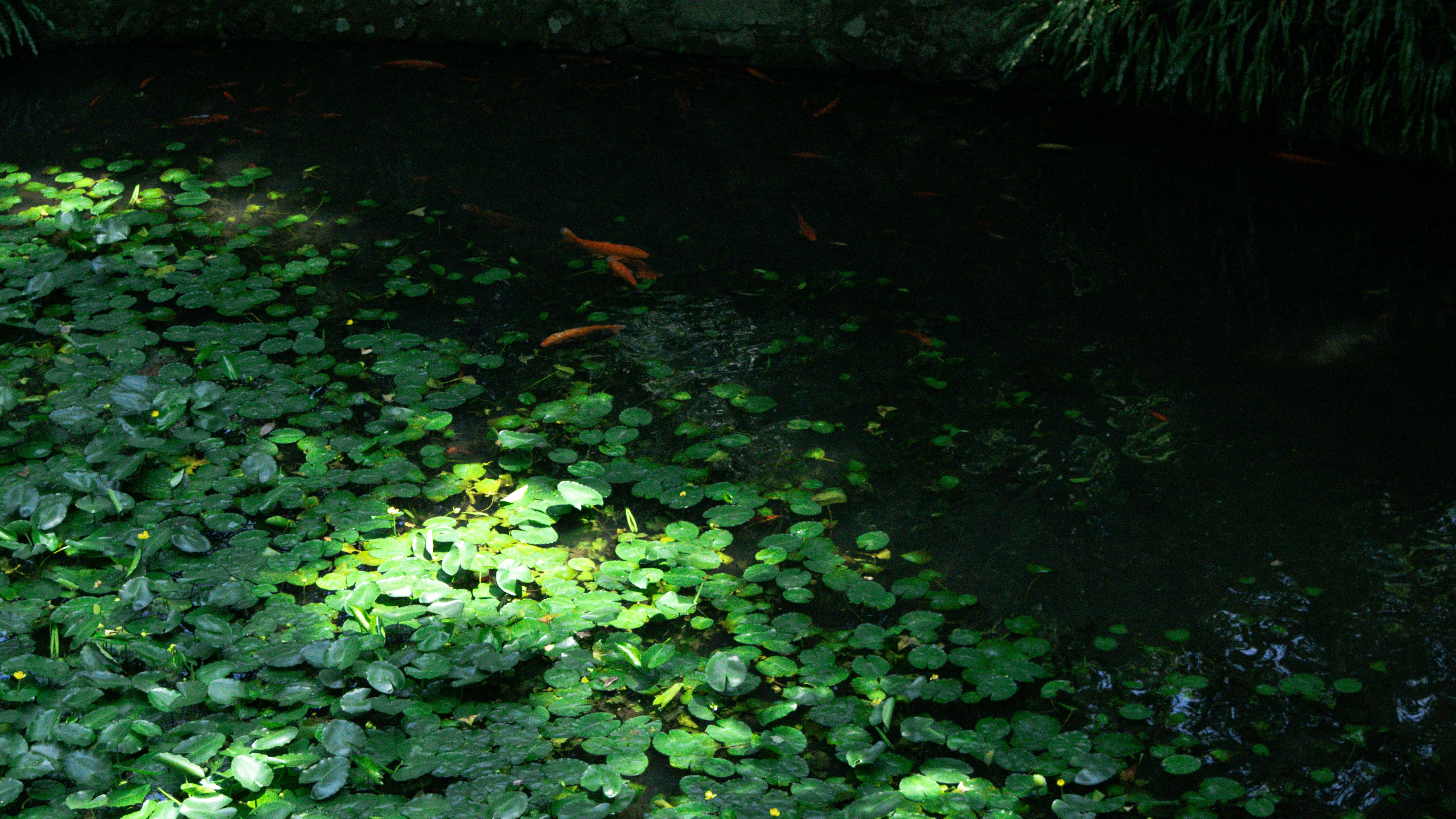 Dappled Light on a Pond with Floating Green Lilies