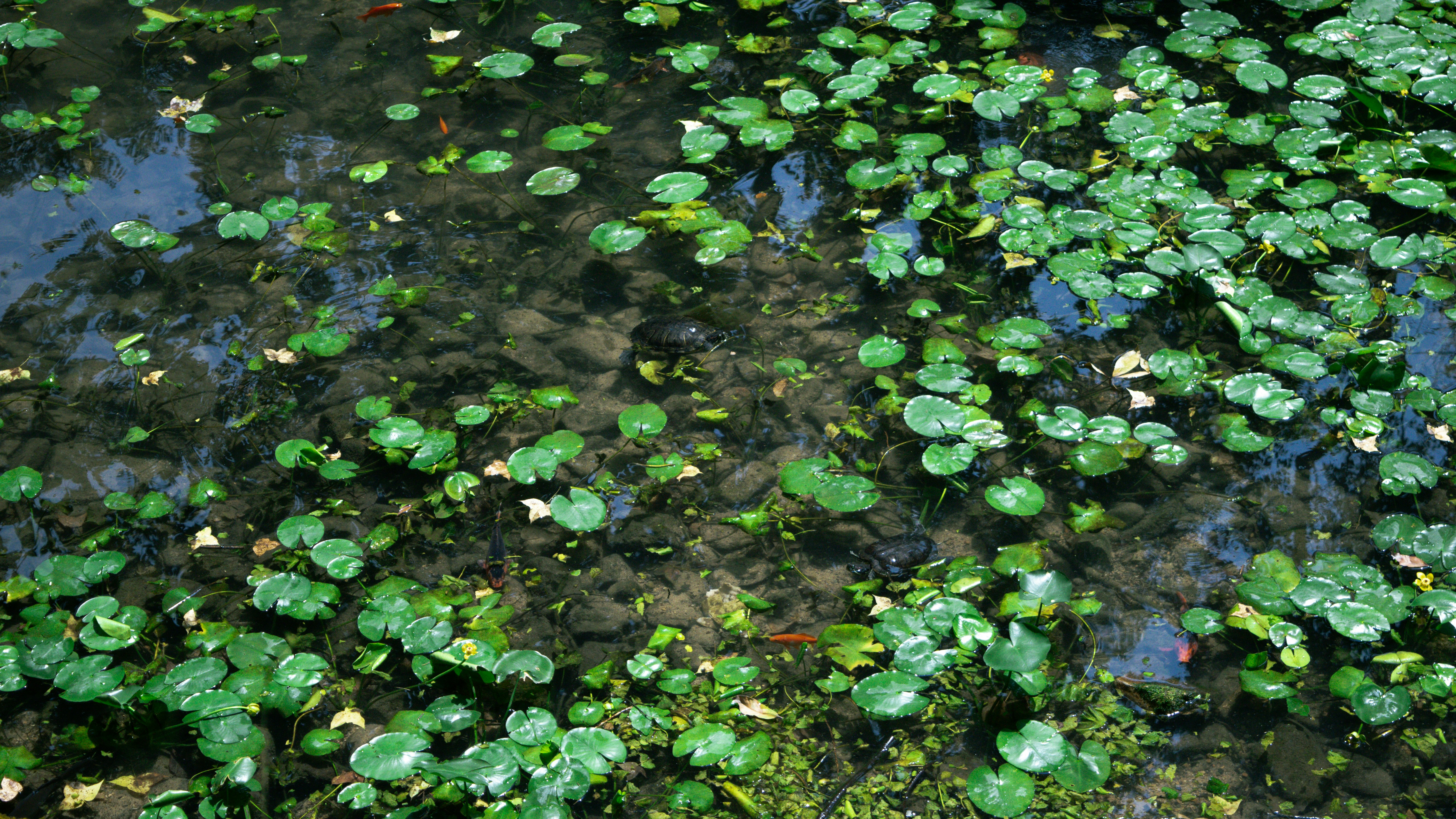 Green Patchwork: Lily Pads Tranquil on a Shaded Pond