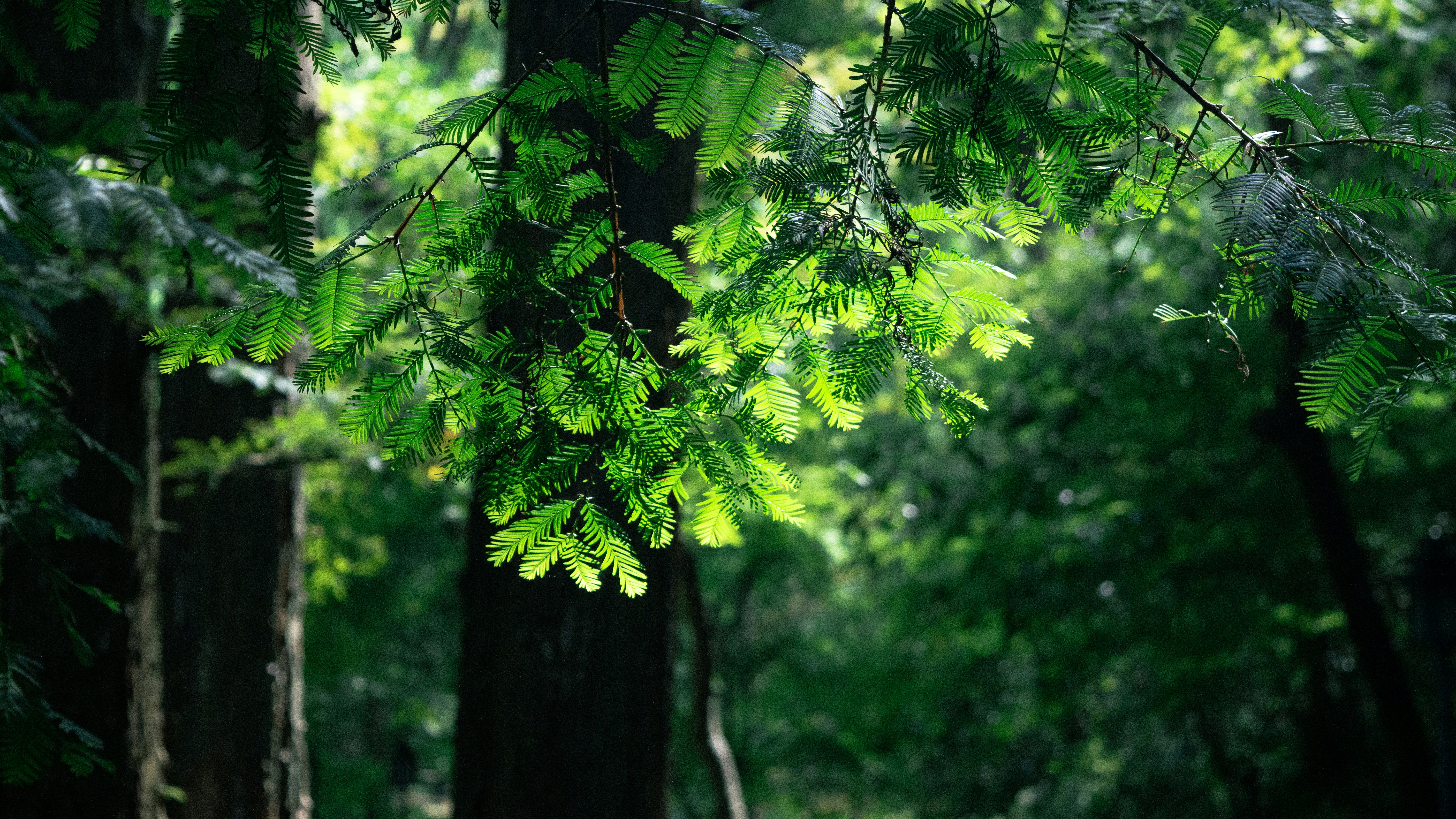 Sunlit Fern Canopy: The Green Cathedral in Morning Shade