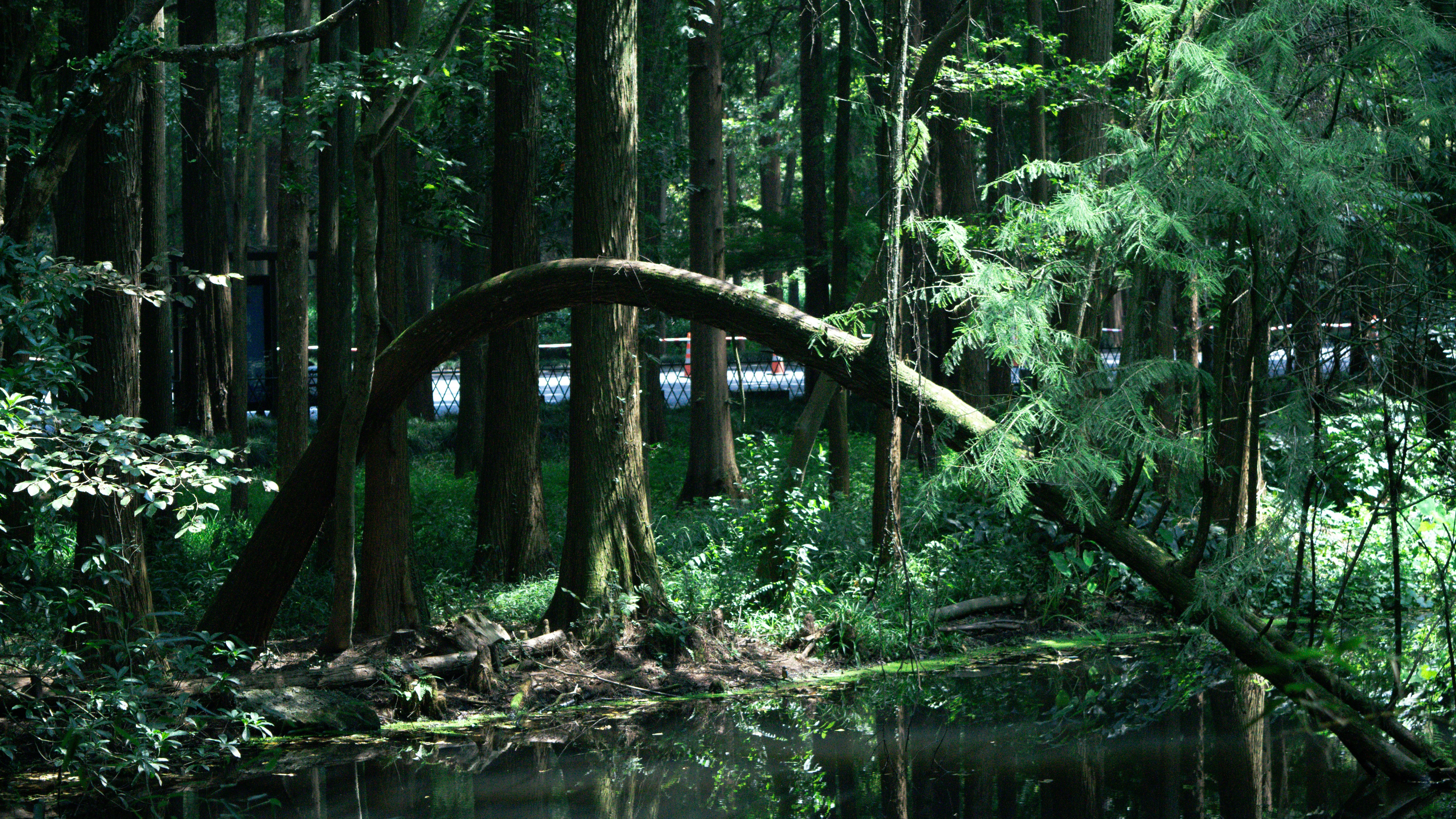 Forest Arch and Reflective Pool: Quiet Green Corridor