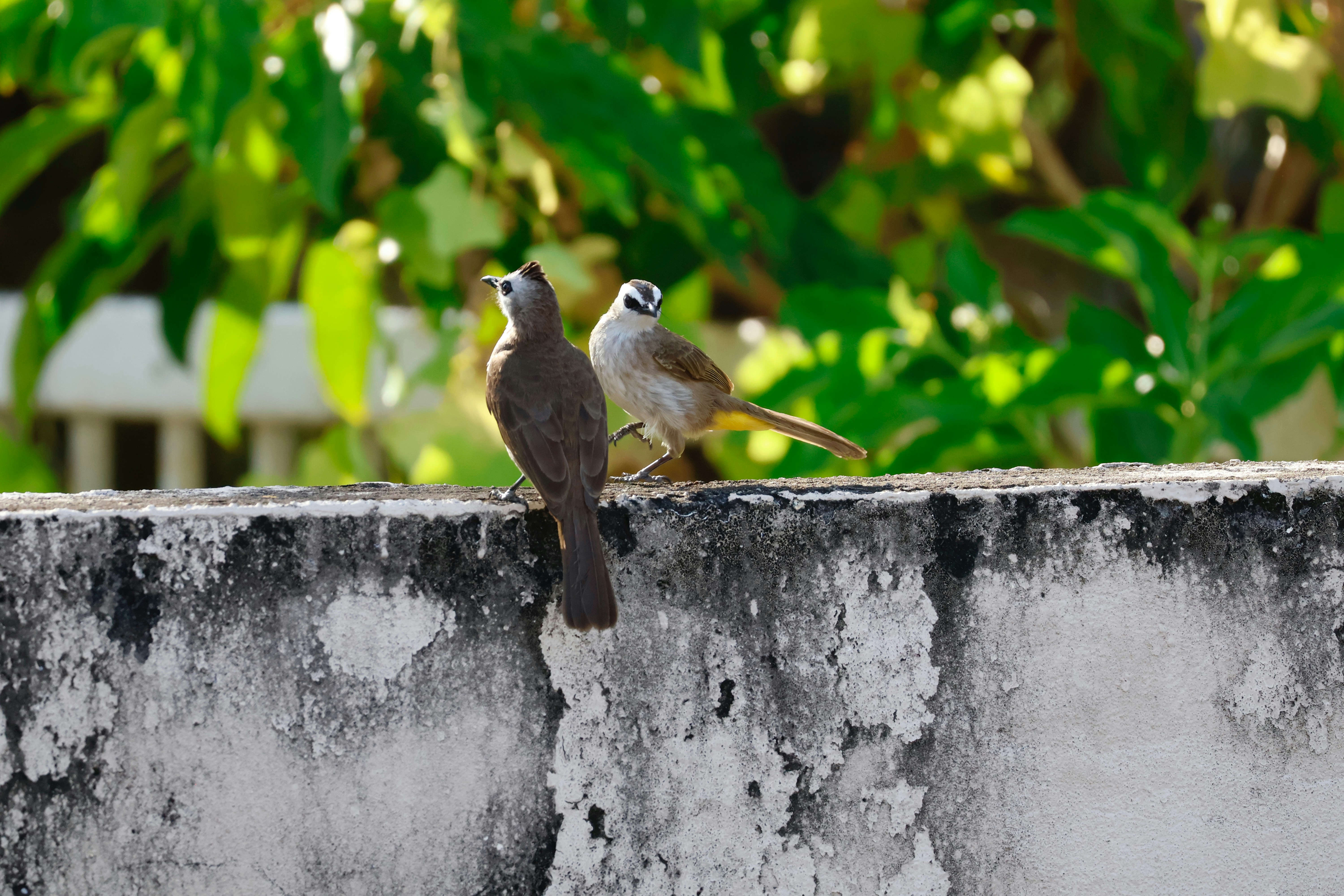 Two Busy Perchers on a Weathered Wall
