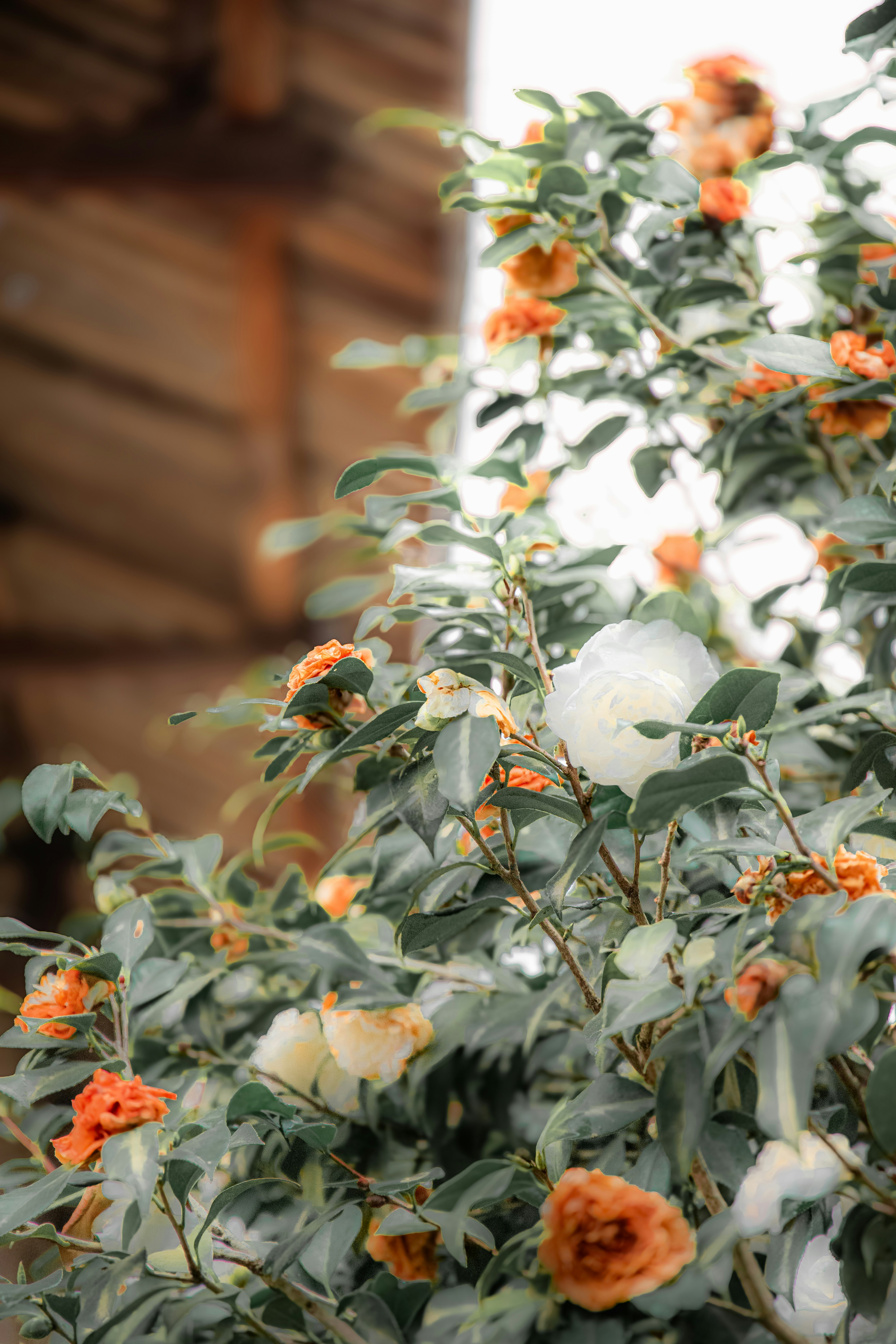 Orange Roses and White Bloom Nestled in Greenery