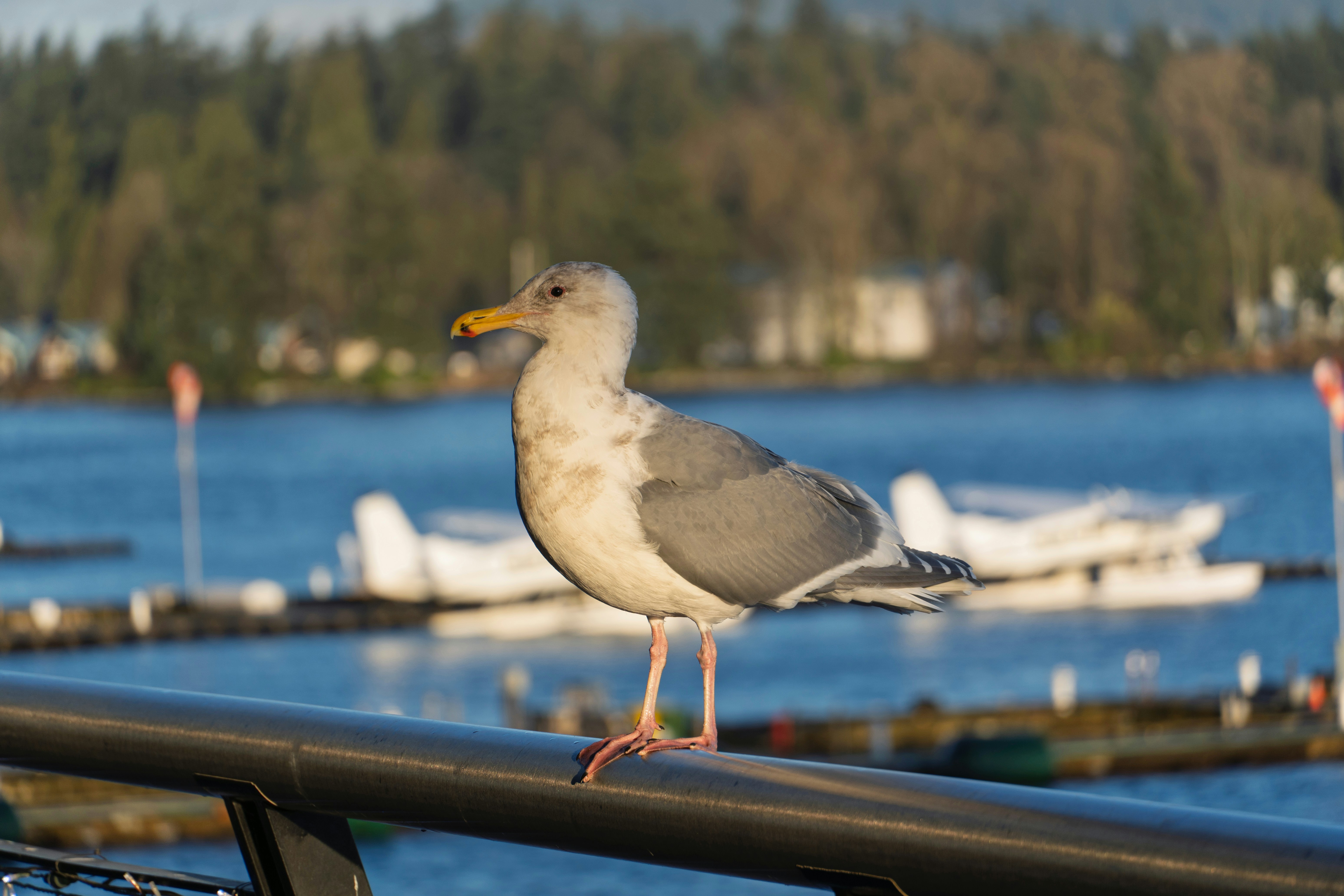 Seagull on a Rail—Quiet Moment by the Lake