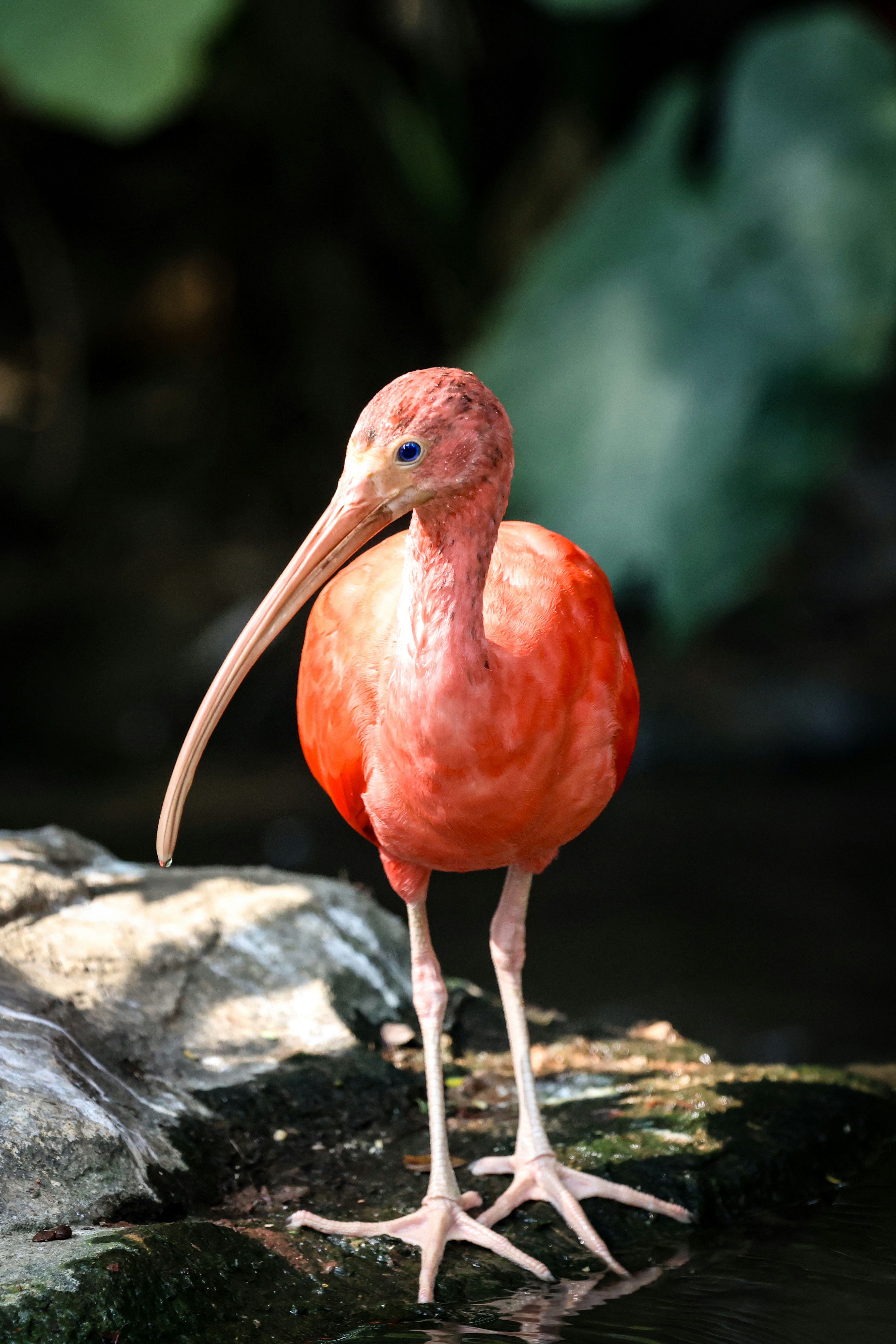 Crimson Hob of the Bank: a Curved-Beak Stance in Dappled Light
