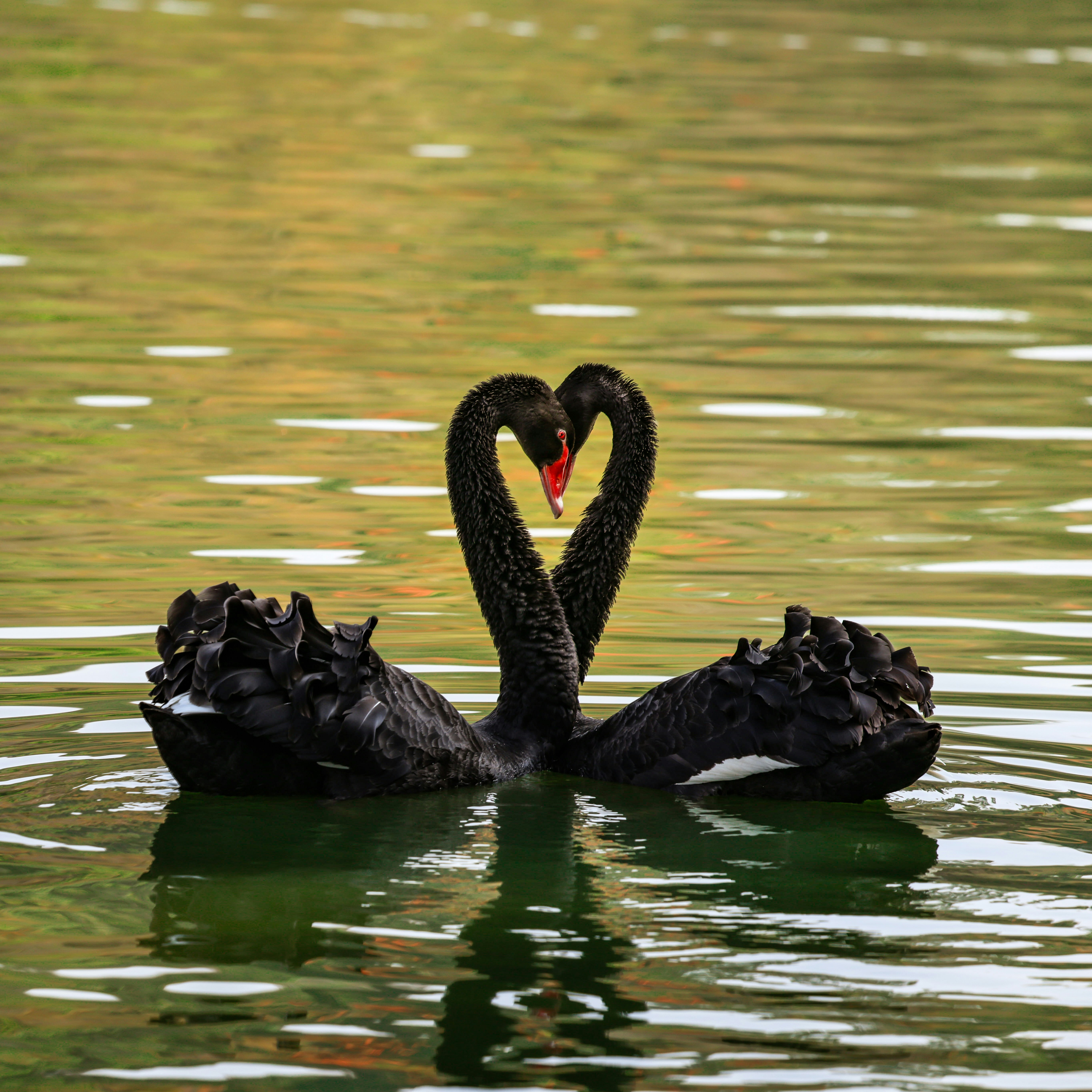 Heart-shaped Synchronized Silhouette: A Pair of Black Swans on Quiet Water