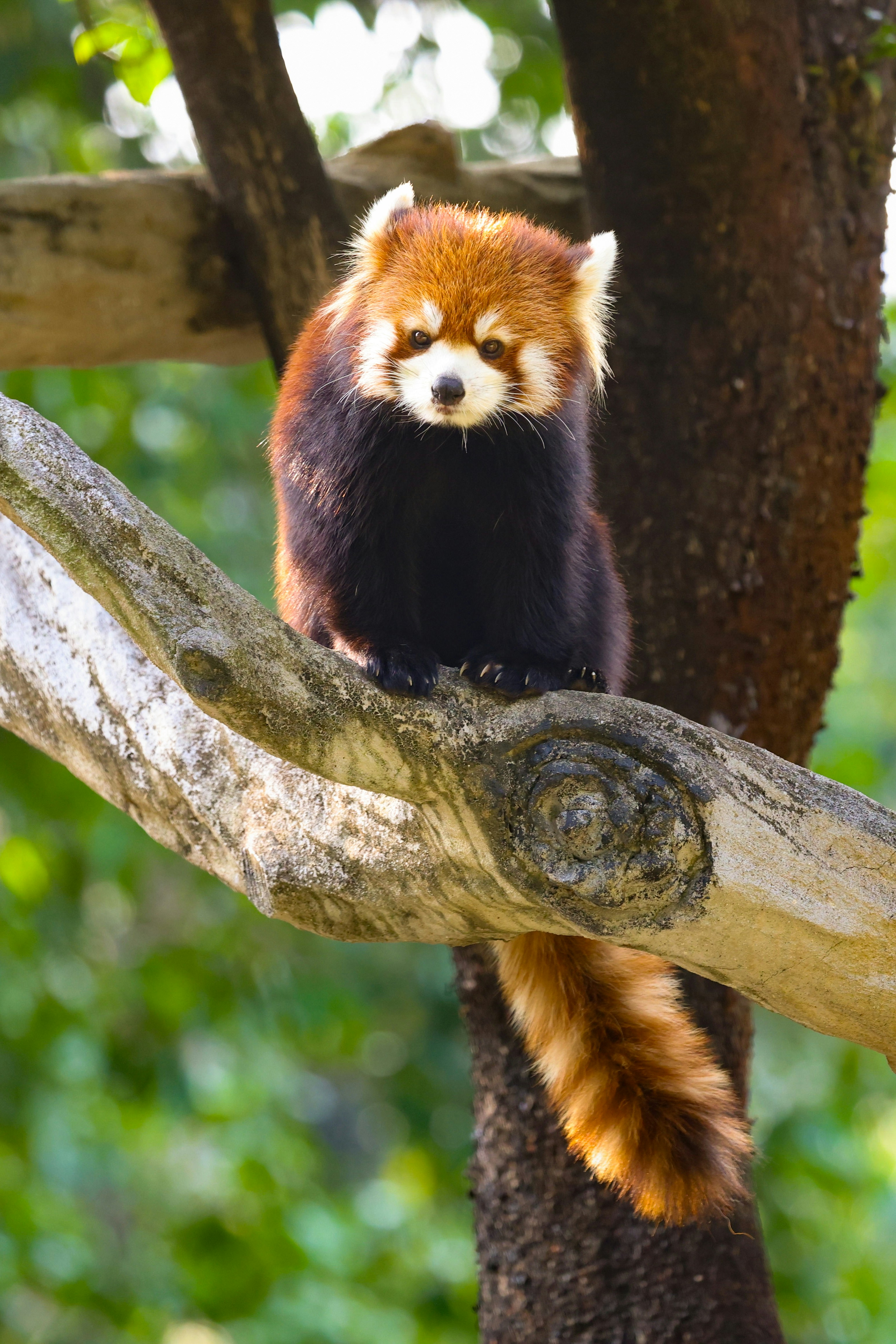 Red Panda