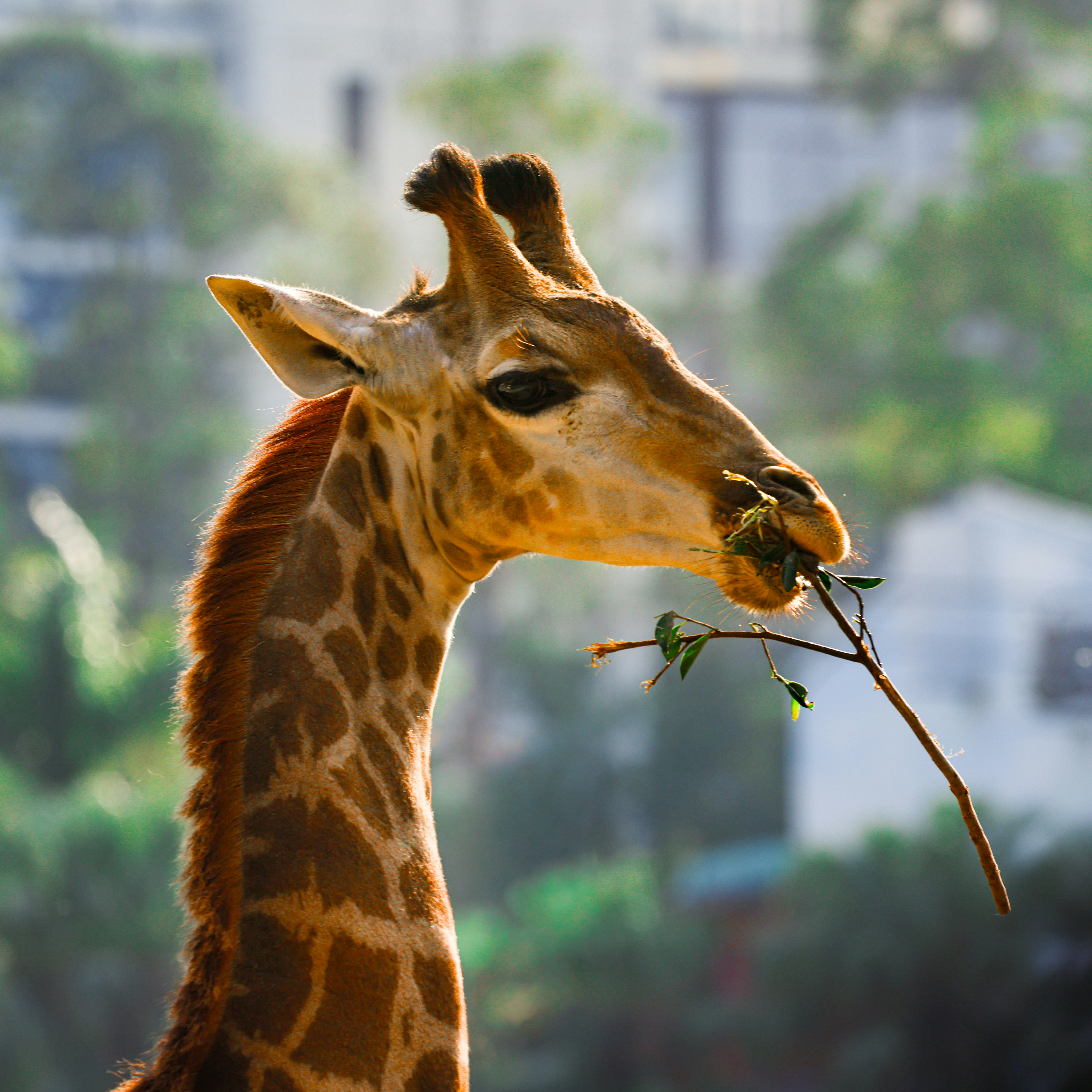 Giraffe in profile with a leafy twig