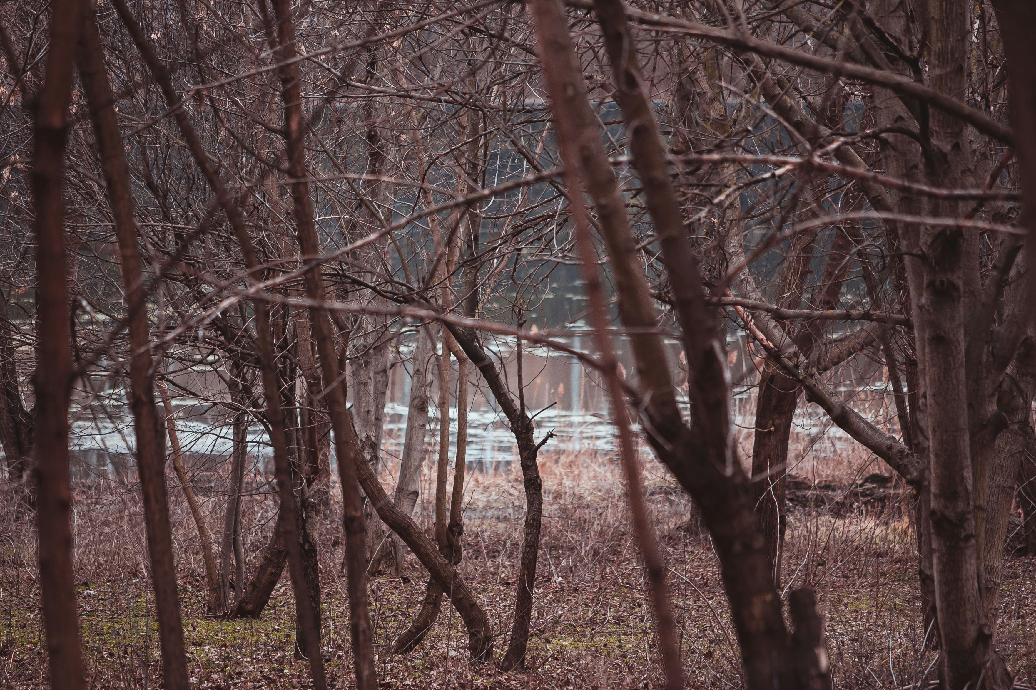 Hidden Clearing Through a Web of Winter Branches