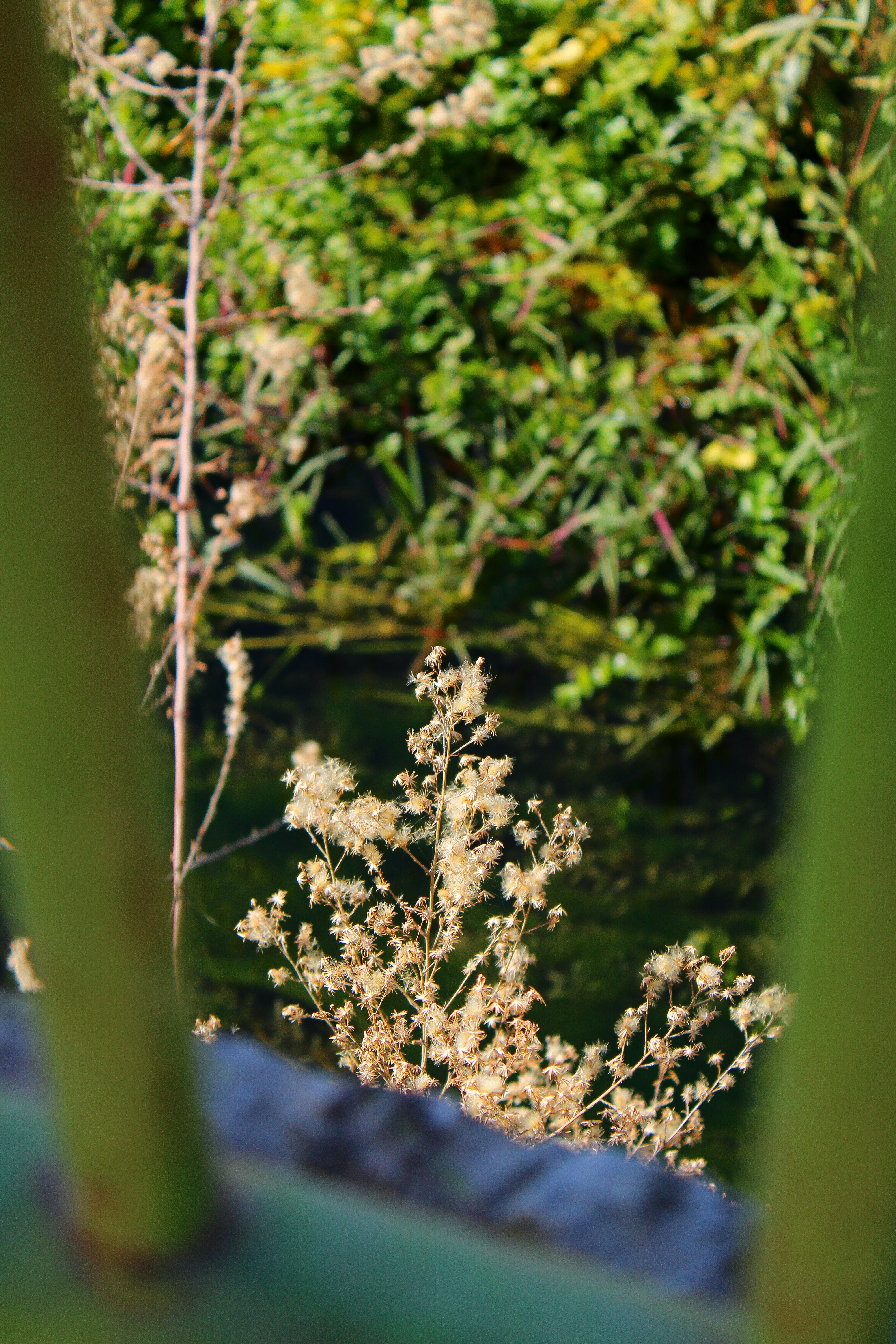 Soft focus in the reeds: a sunlit seedhead beyond the railing