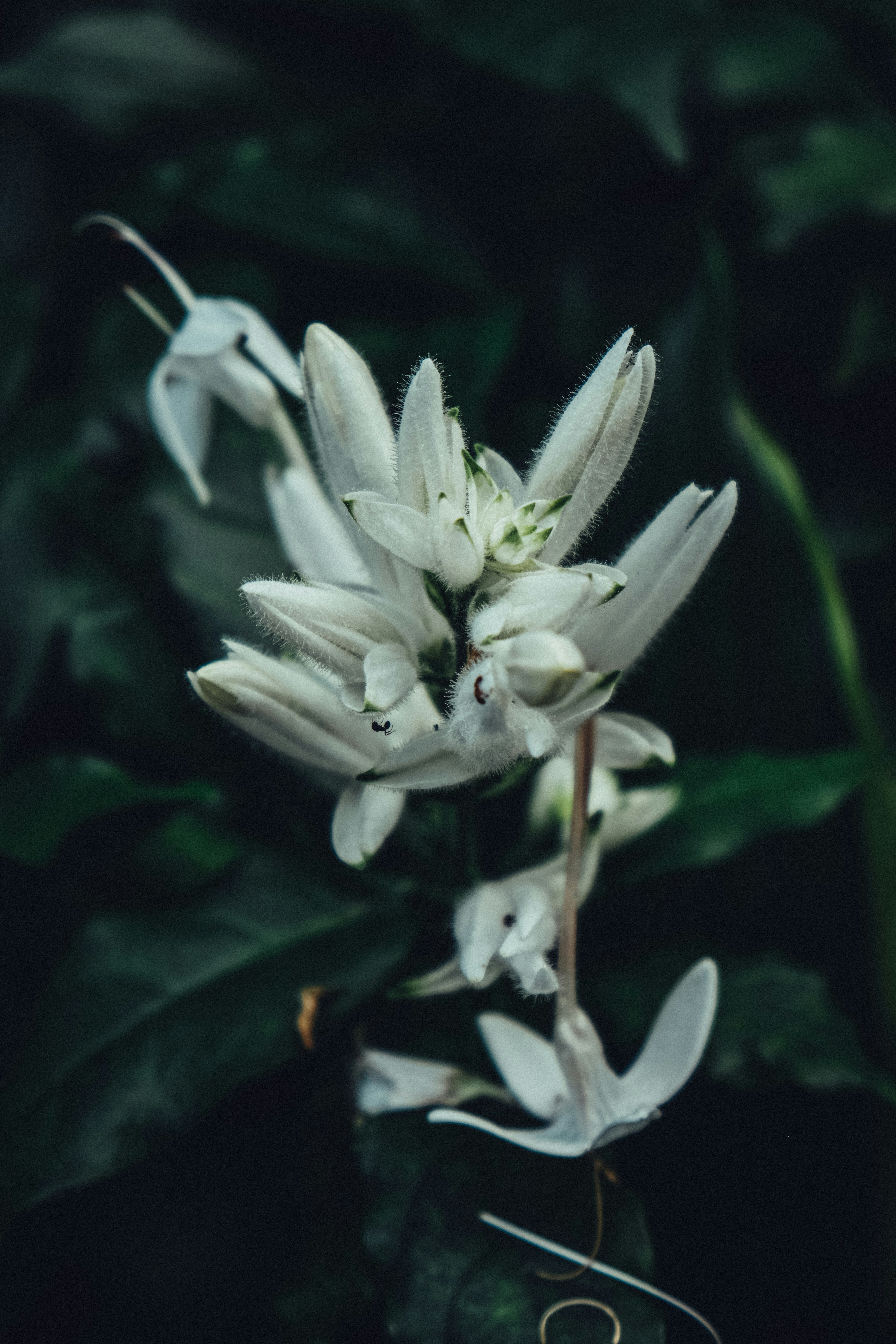 Whispering Blooms: A Pale Corolla in Deep Green