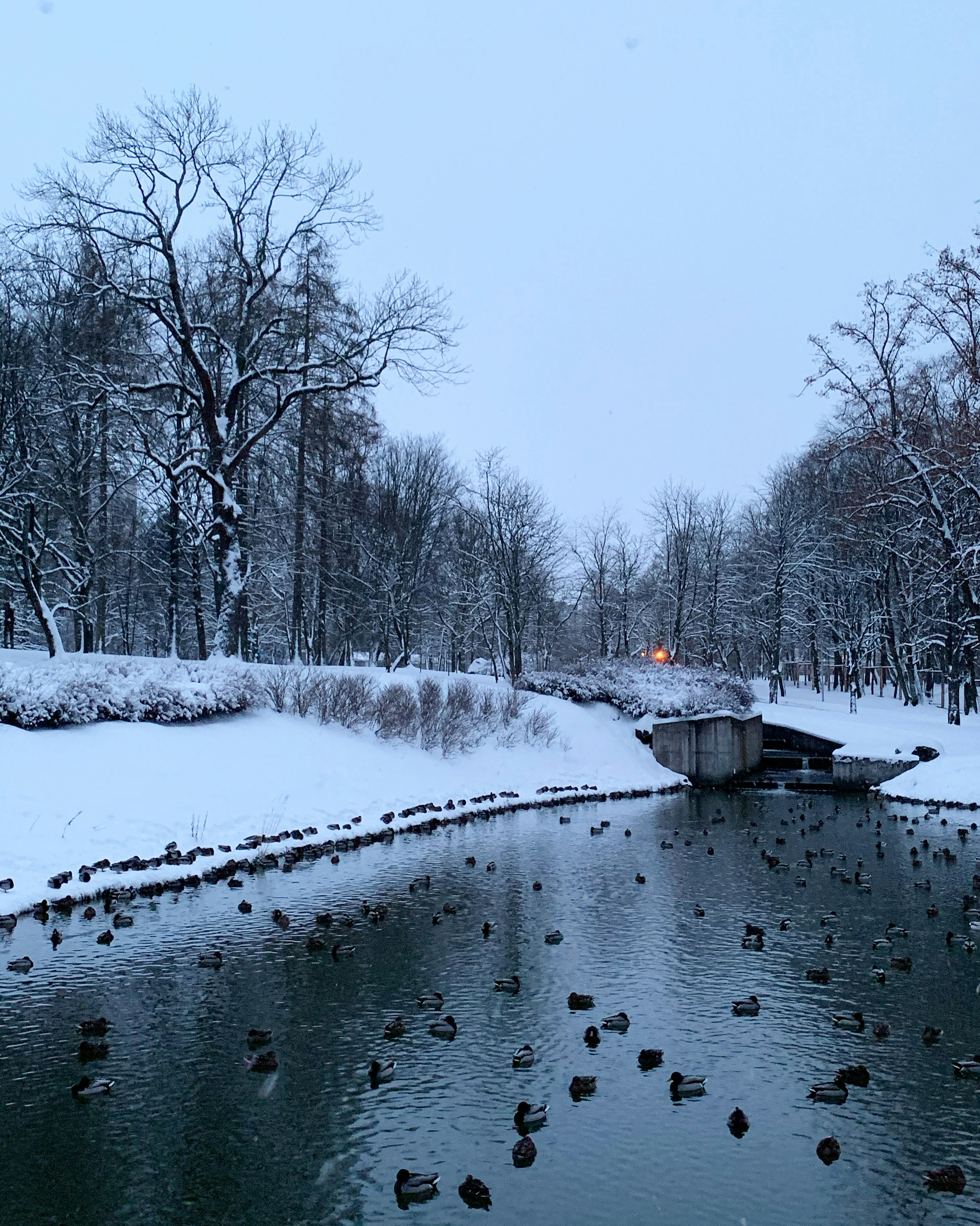 Winter Park Pond: Ducks, Snow, and a Lantern Glow