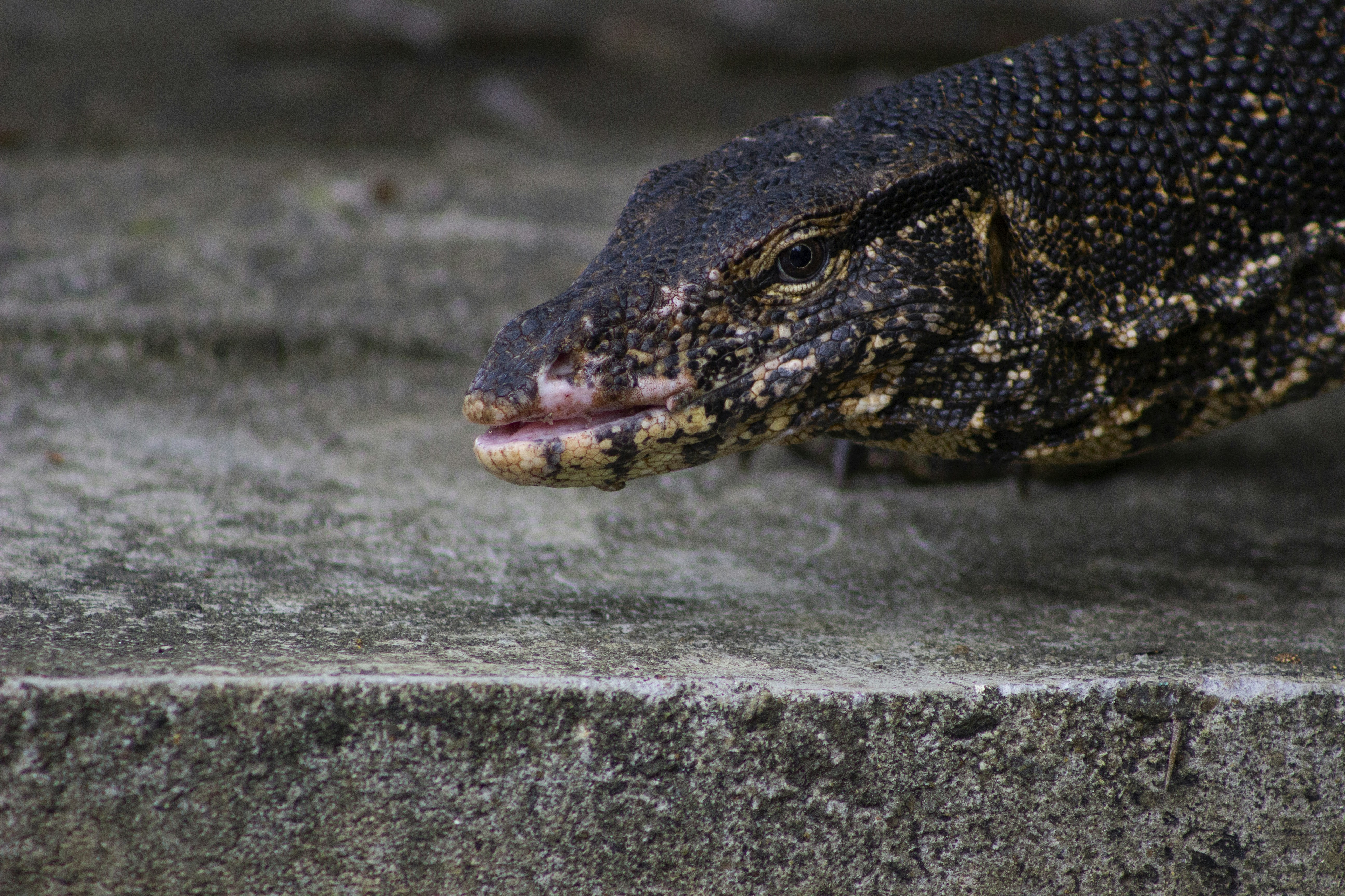 Rugged Gaze: A Close-Up of a Reptile's Protruding Mouth on Concrete