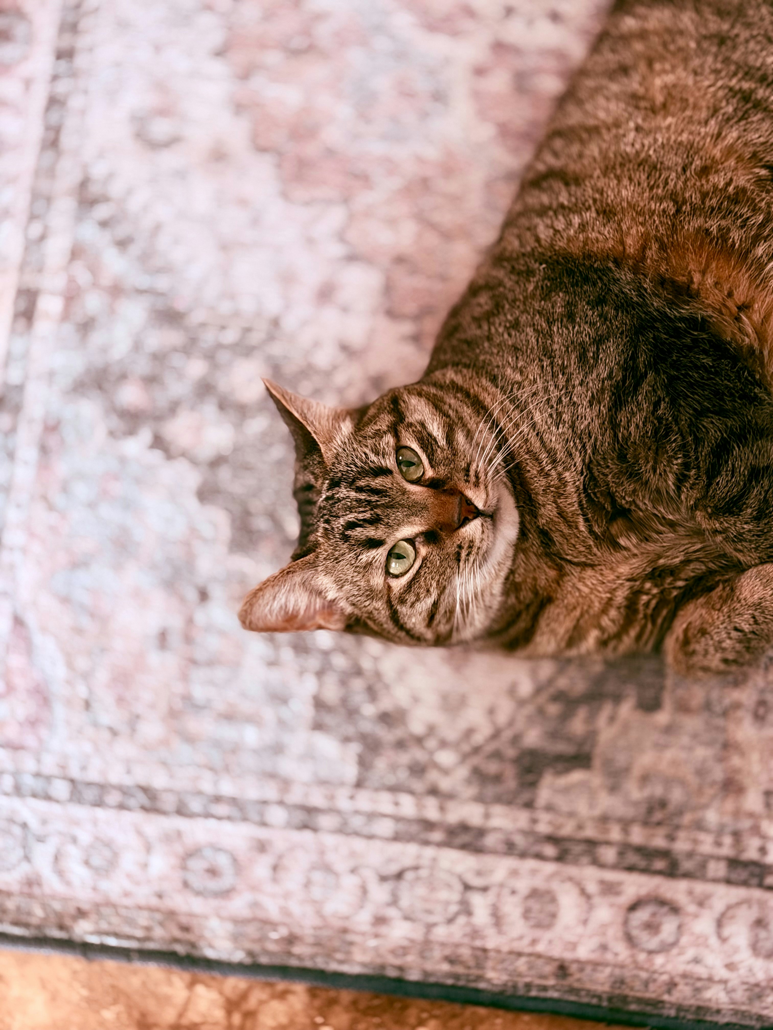 Cozy Tabby on a Soft Rug: A Gentle Portrait