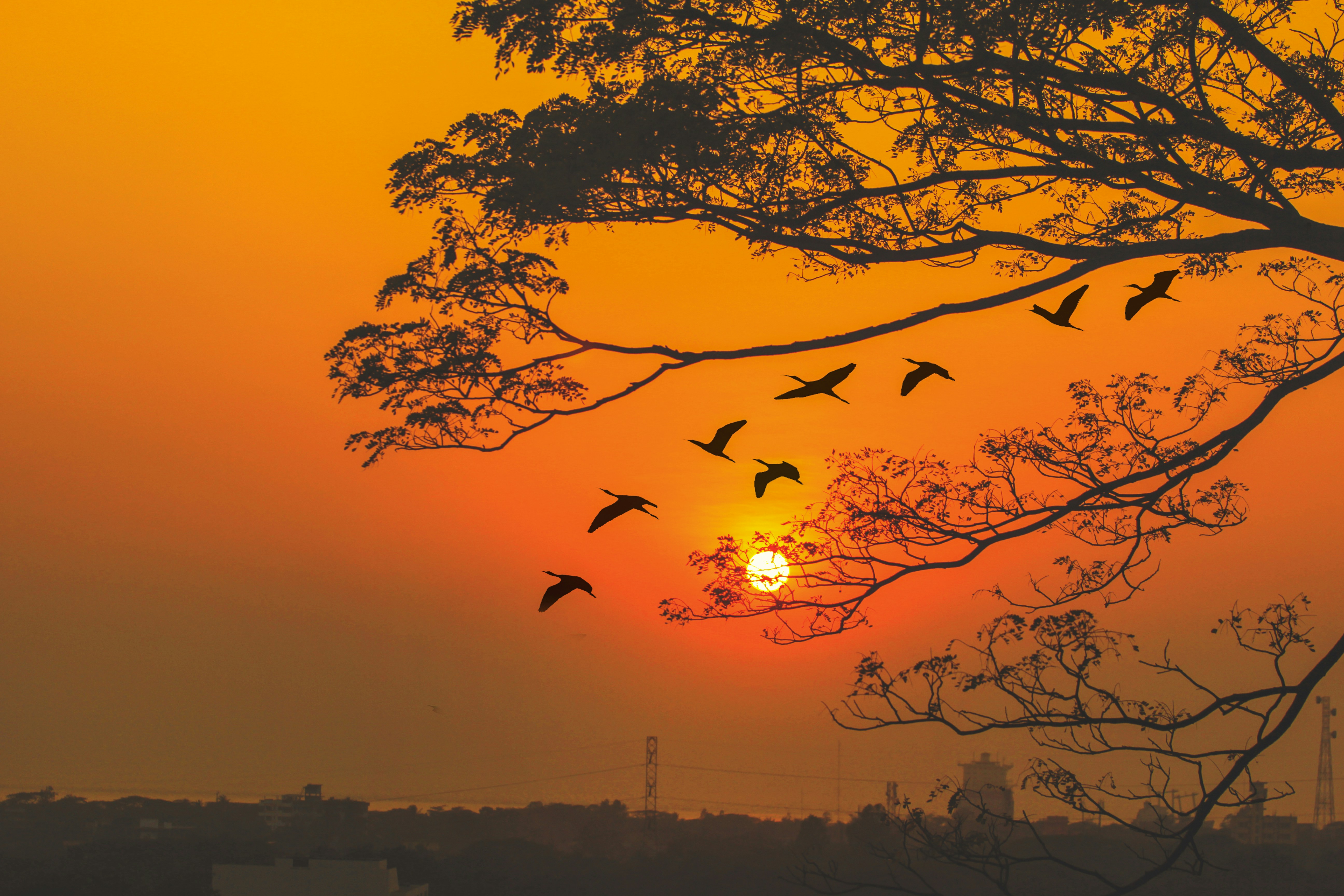Sunset Flight: A Flock Traces the Horizon