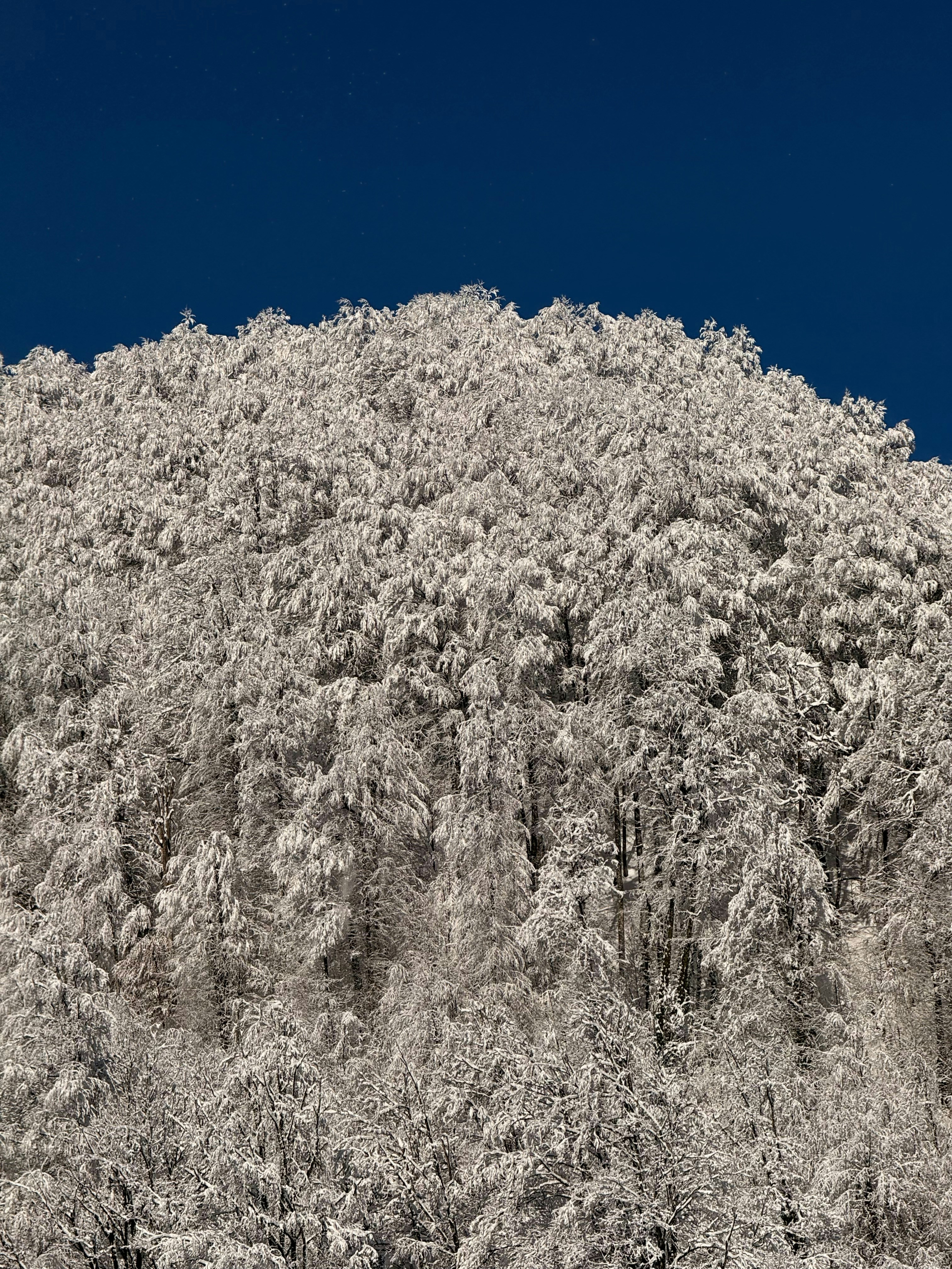 Snow Crowned Forest Under a Velvet Night