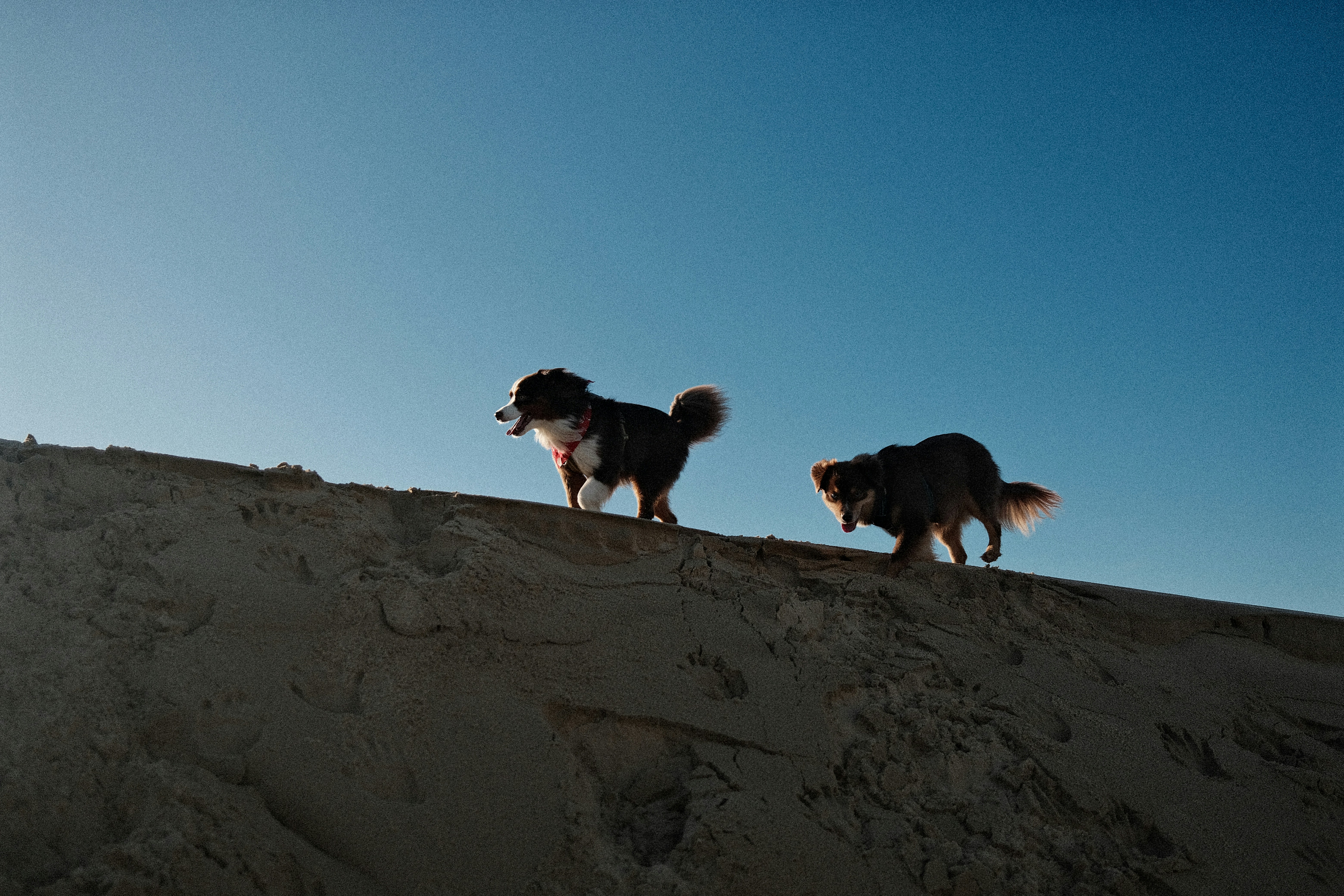 Two dogs crest the dune under a clear blue sky