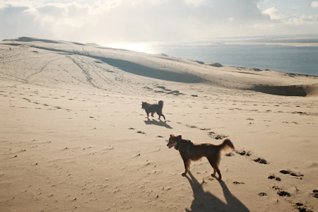 Two Daring Tails on a Dune-Streaked Beach