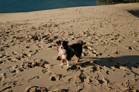 Curious Beachside Pup at Dappled Sunset