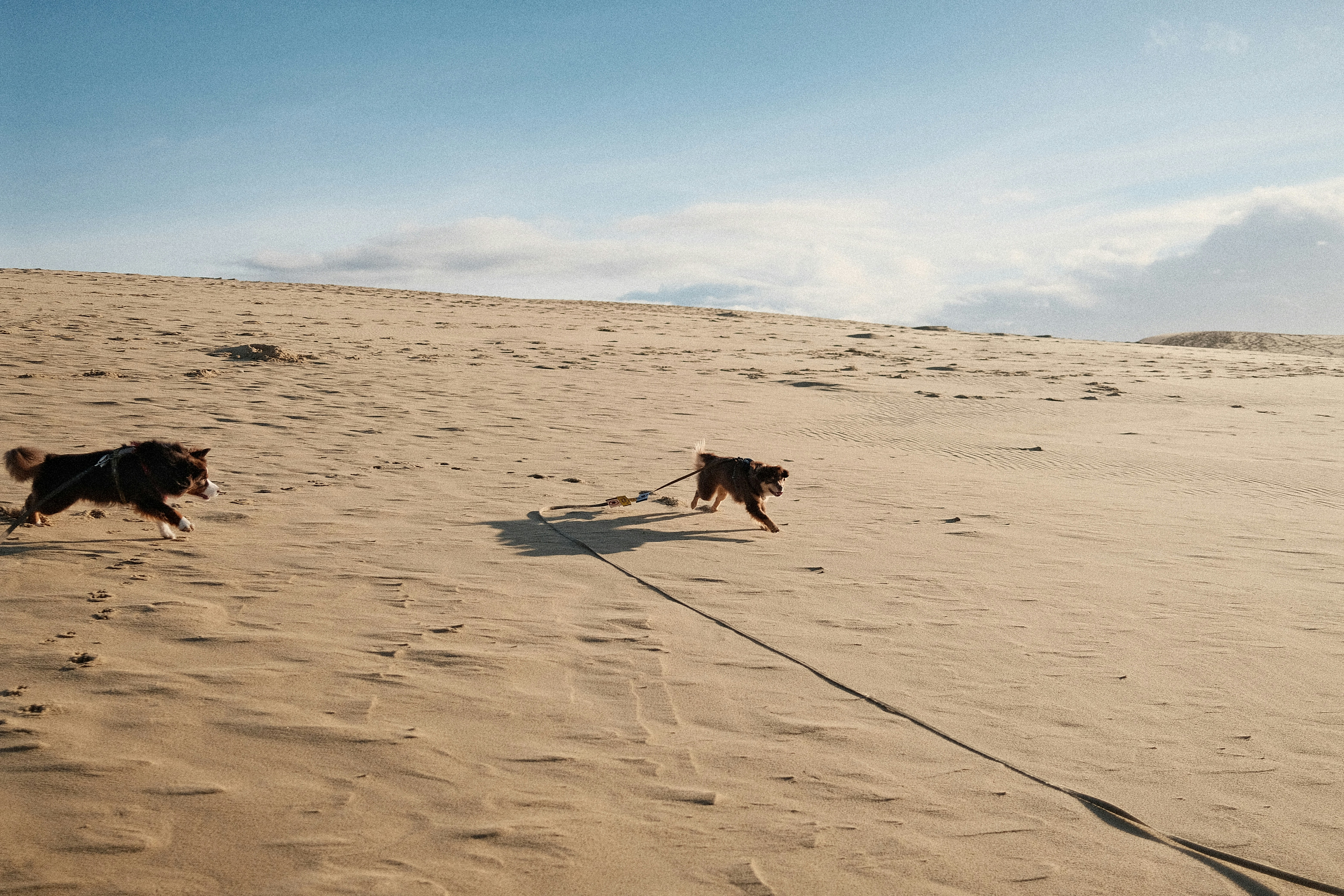 Leashes in the Sand: A Pair of Tails in a Desert Run