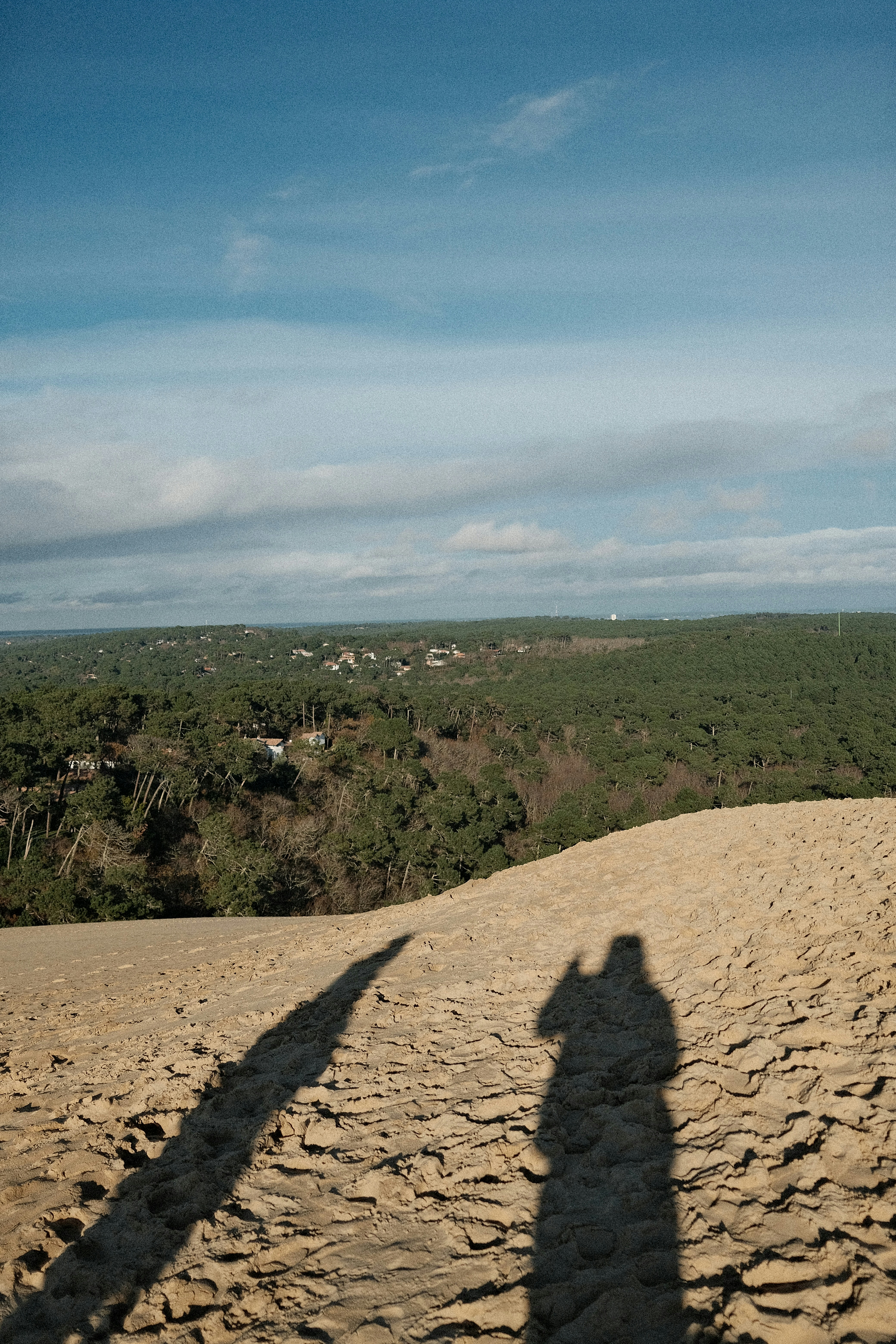 Shadowed Dunes: Silhouettes Over the Sand and Pines