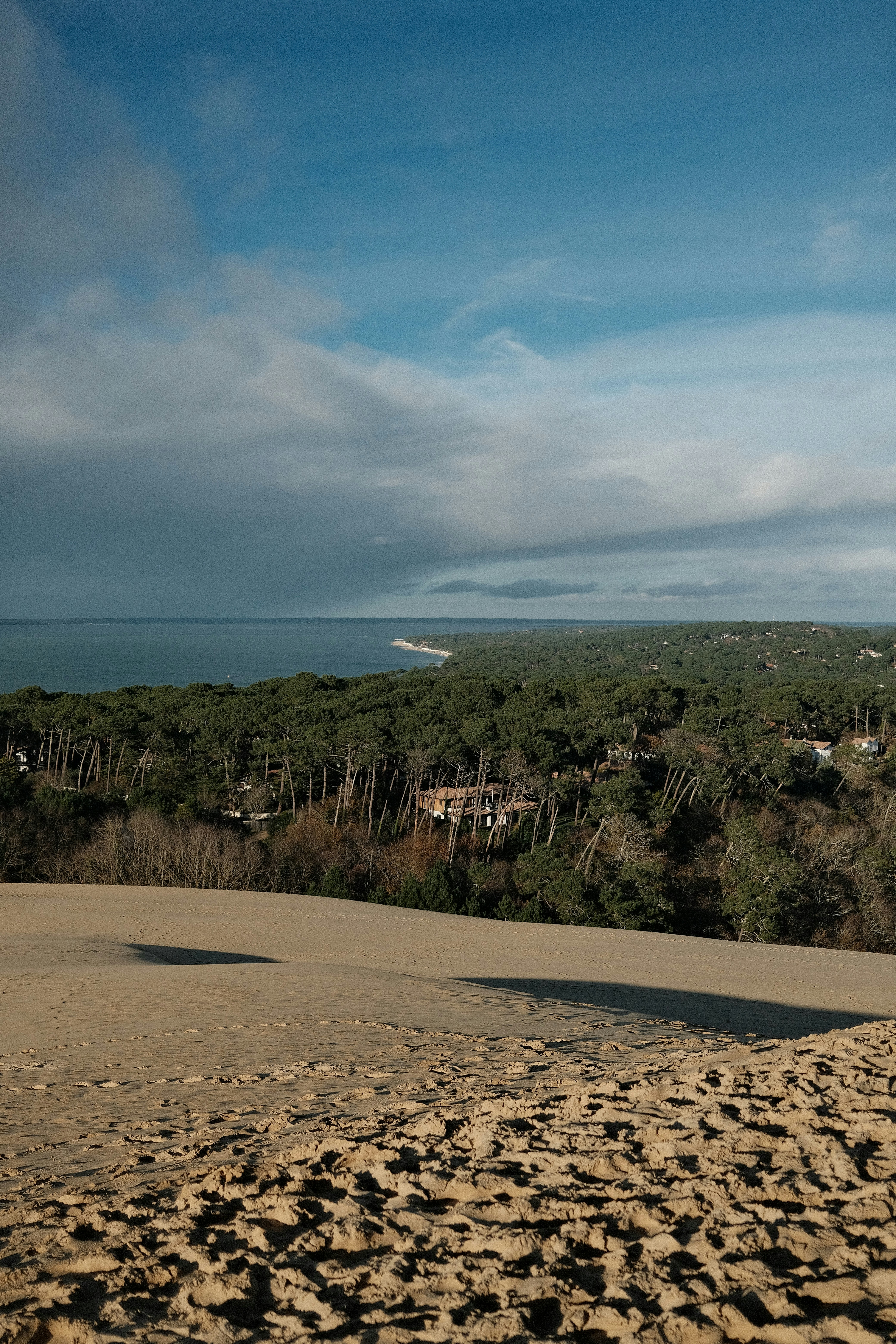 Dune Edge: Pine Forest and Coastal Horizon