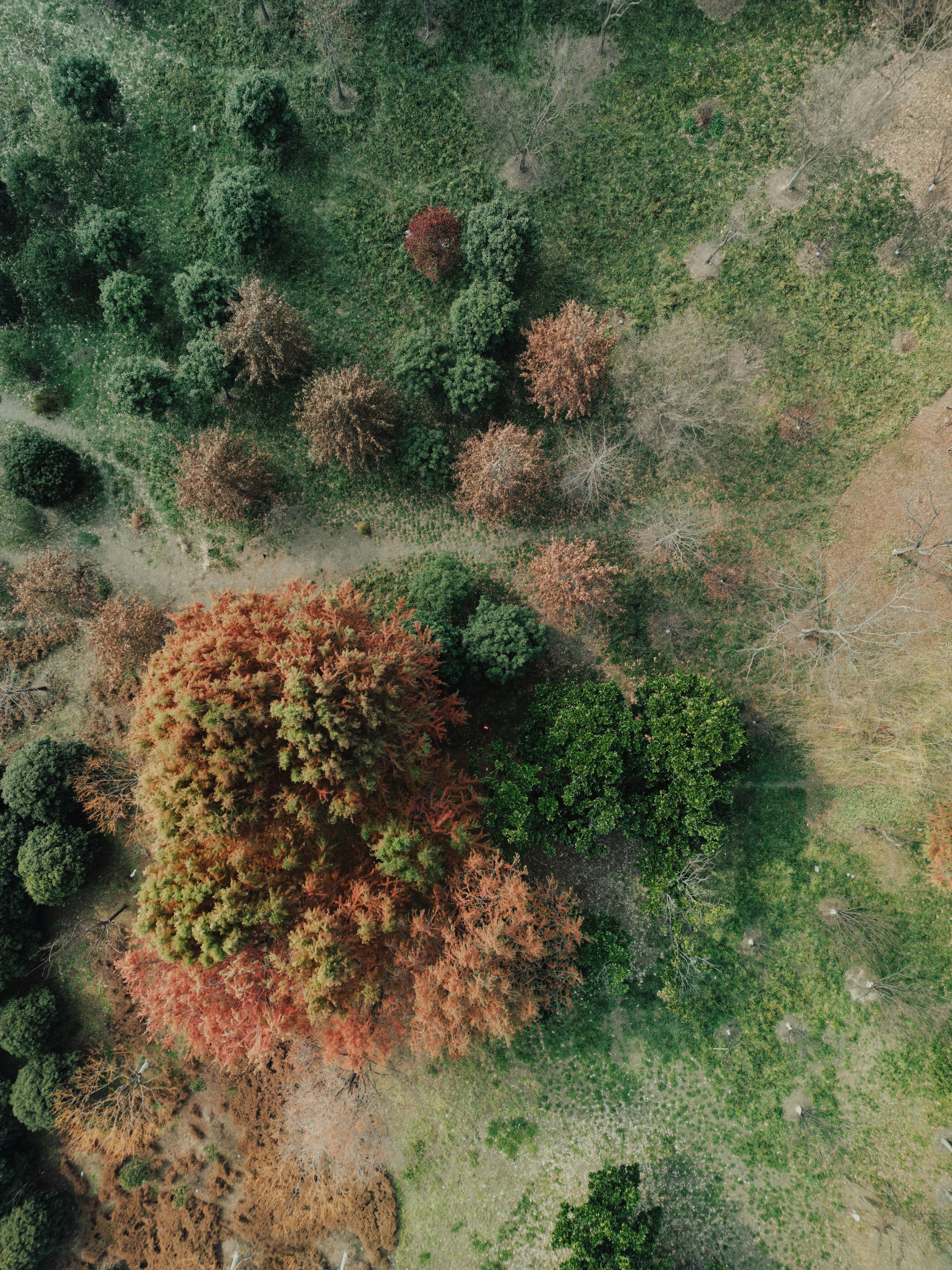 Autumn Canopy: A Quiet Aerial Portrait of a Tree Ringed Clearing