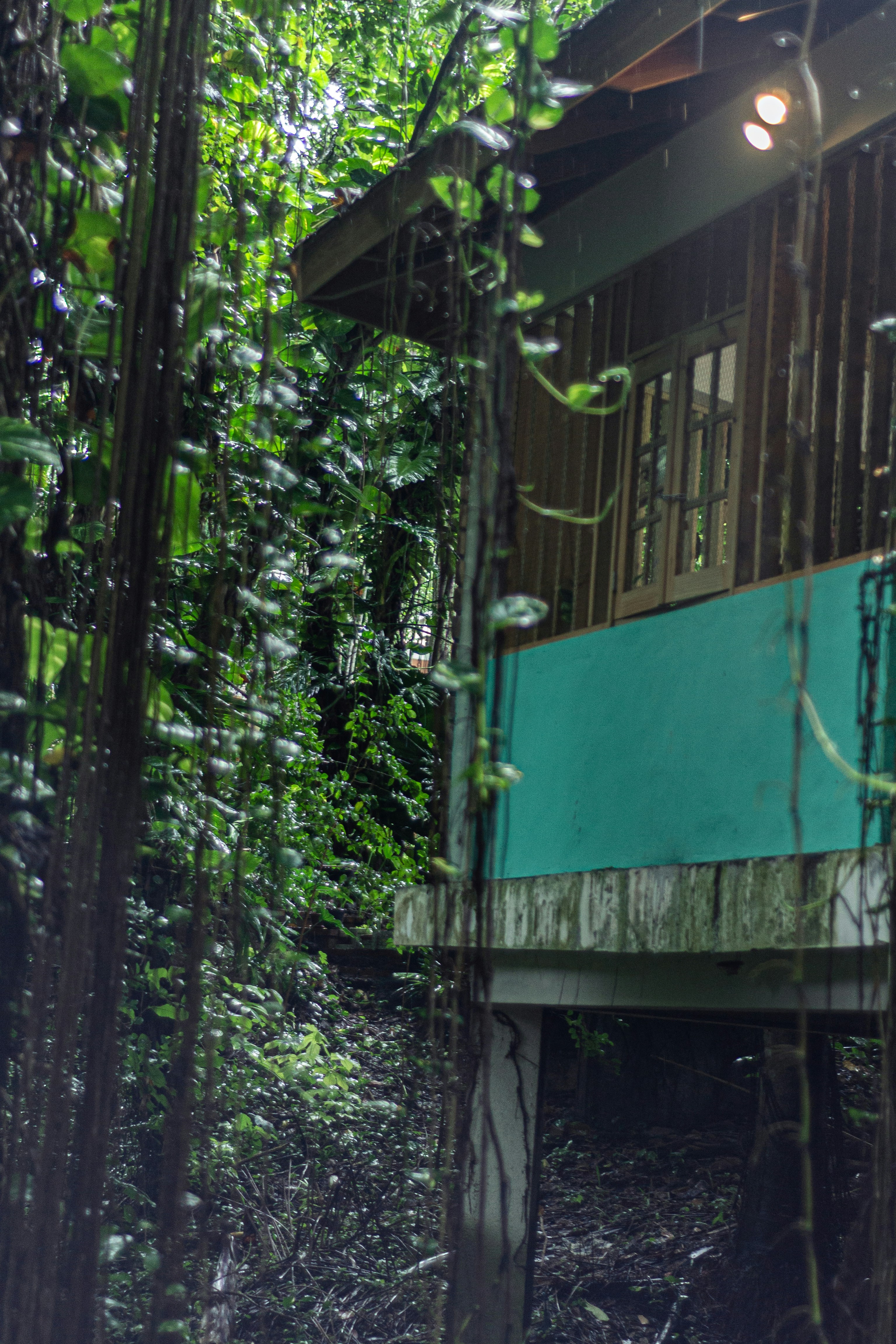 Rainy Jungle Staircase to a Teal Cabin
