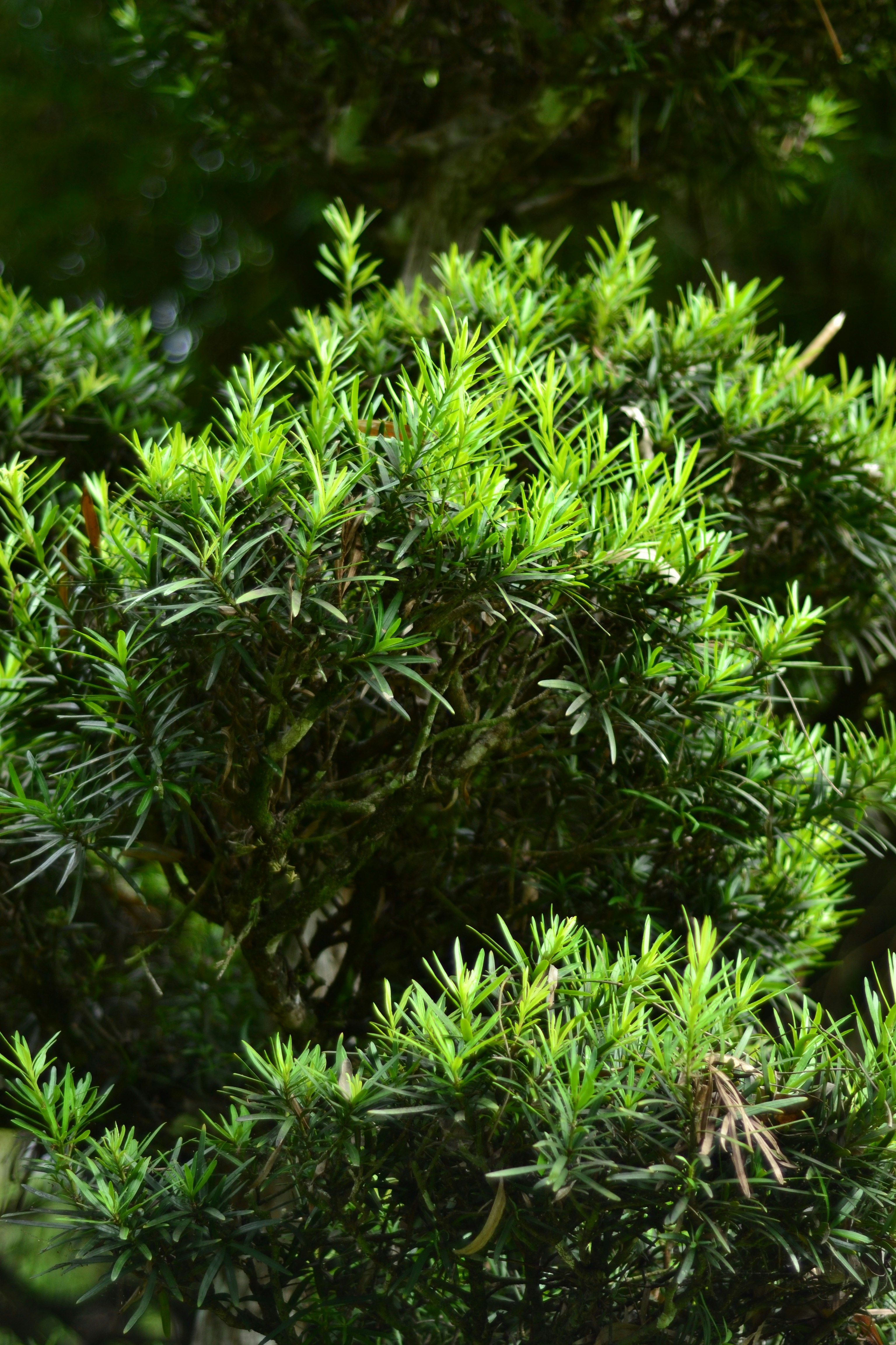 Emerald Shrub in Soft Backlit Greens