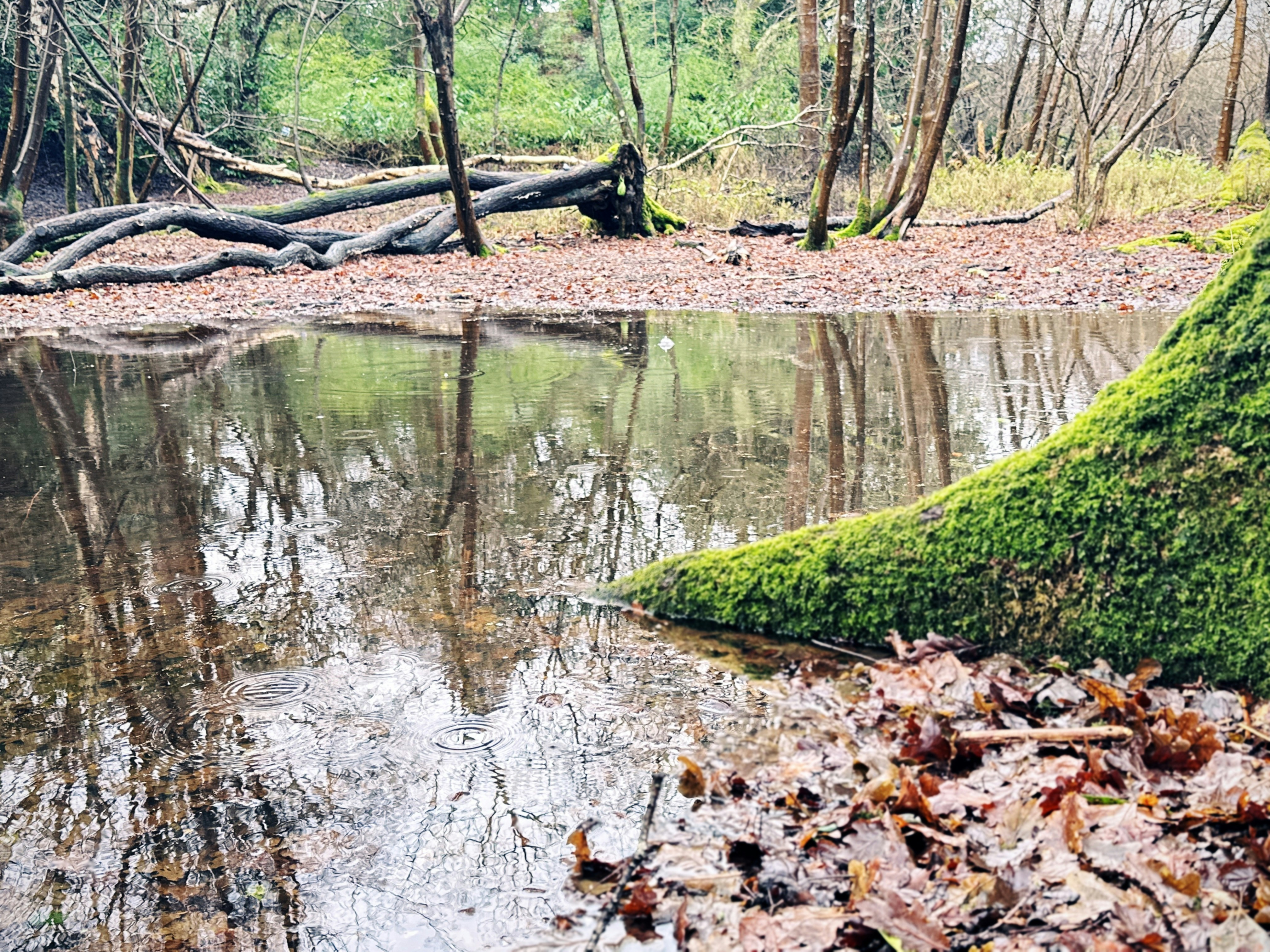 Reflective Forest Edge: Moss-Covered Root and Still Water