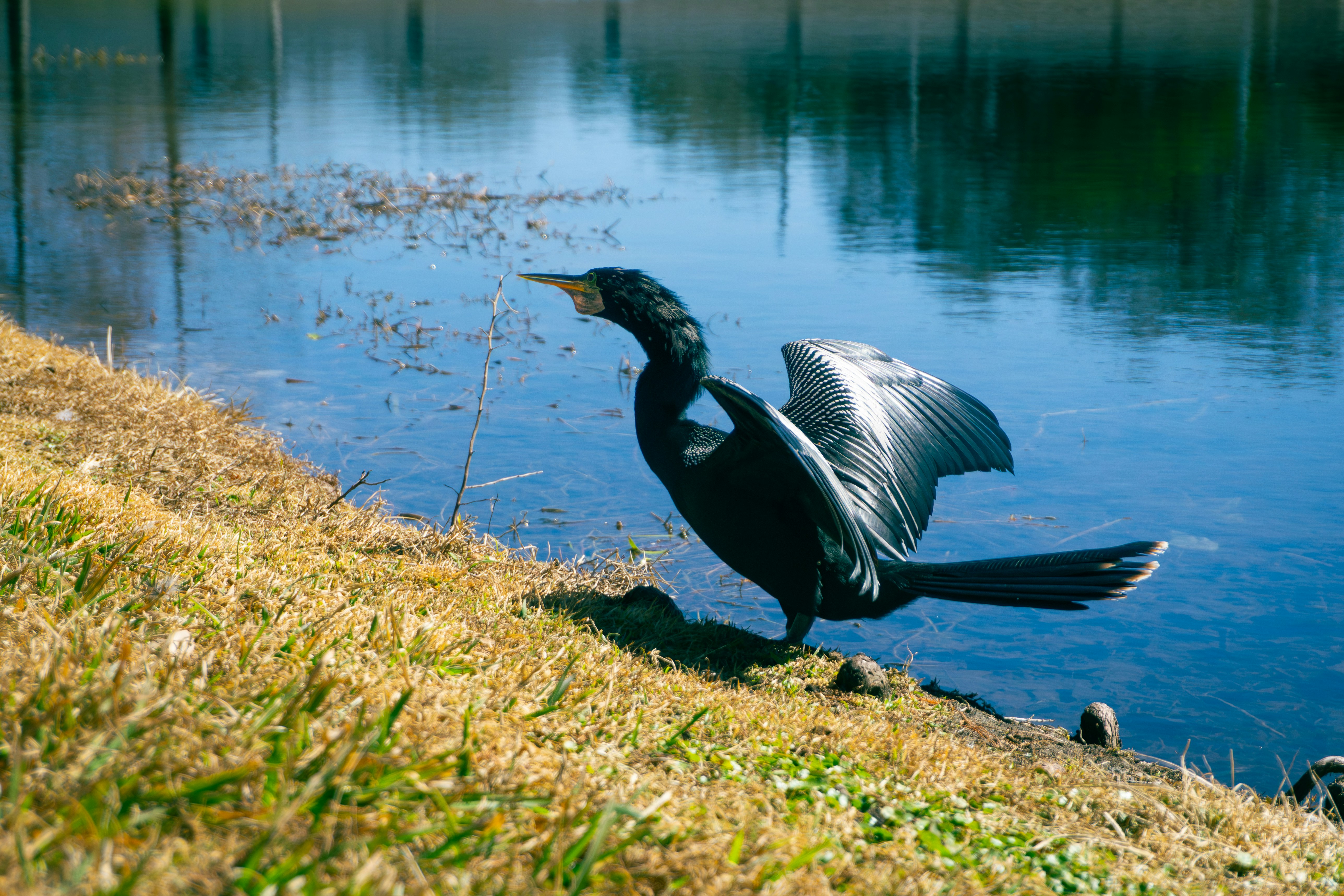 Heron on the Shore: A Gliding Moment by the Quiet Water