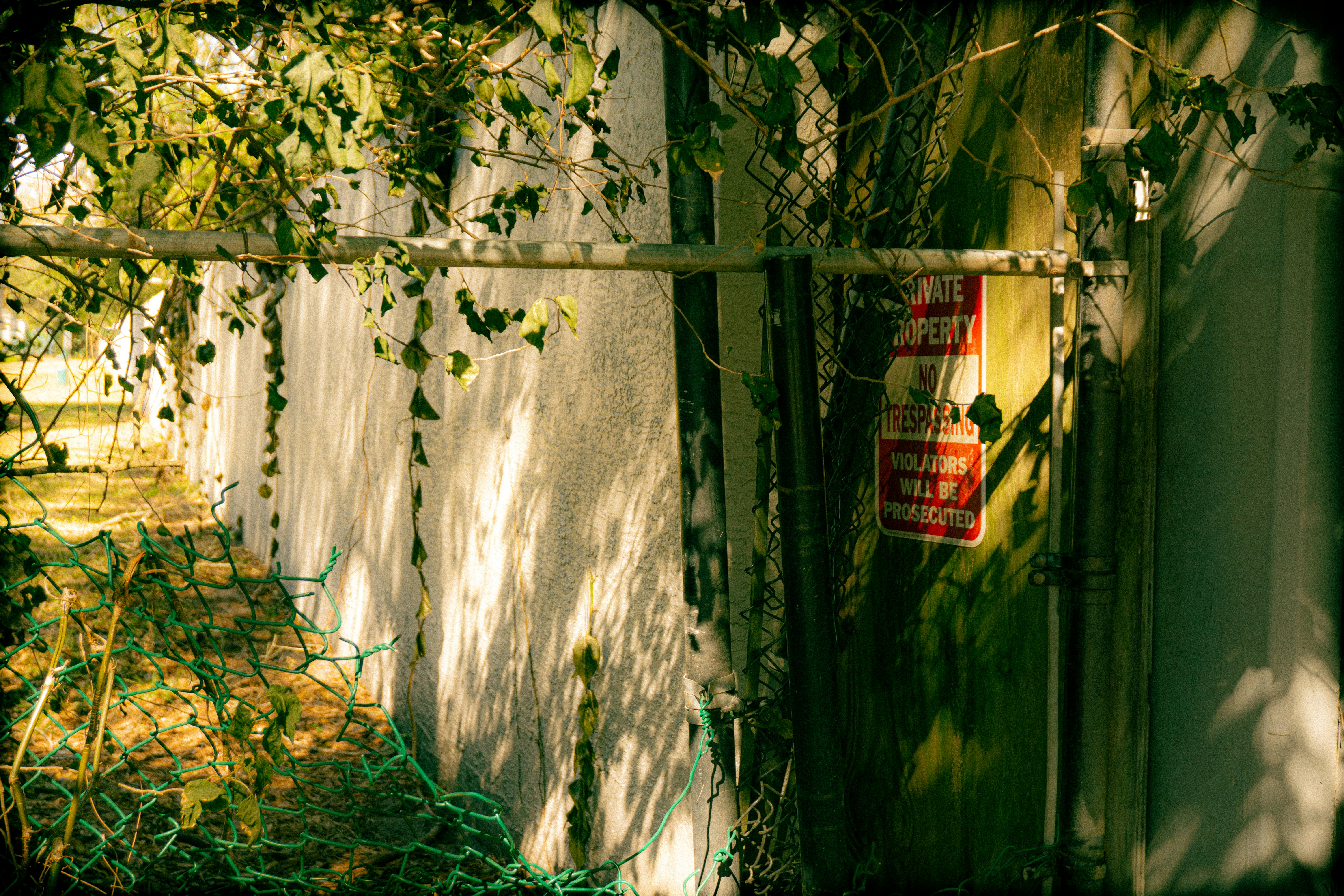 Overgrown Alleyway: Sunlight Through Vines on a Locked Door